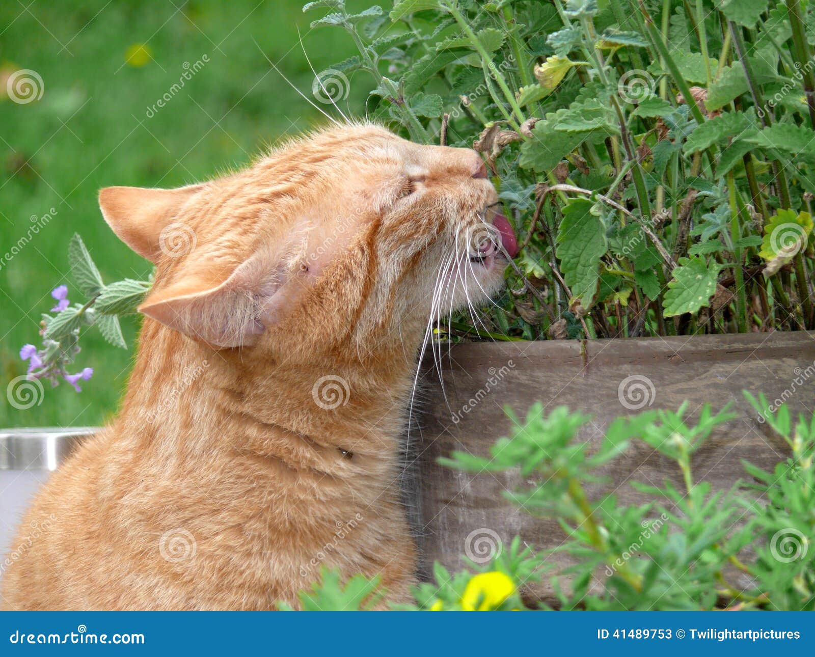 Catnip Tiger Stock Photos - Free & Royalty-Free Stock Photos from ...