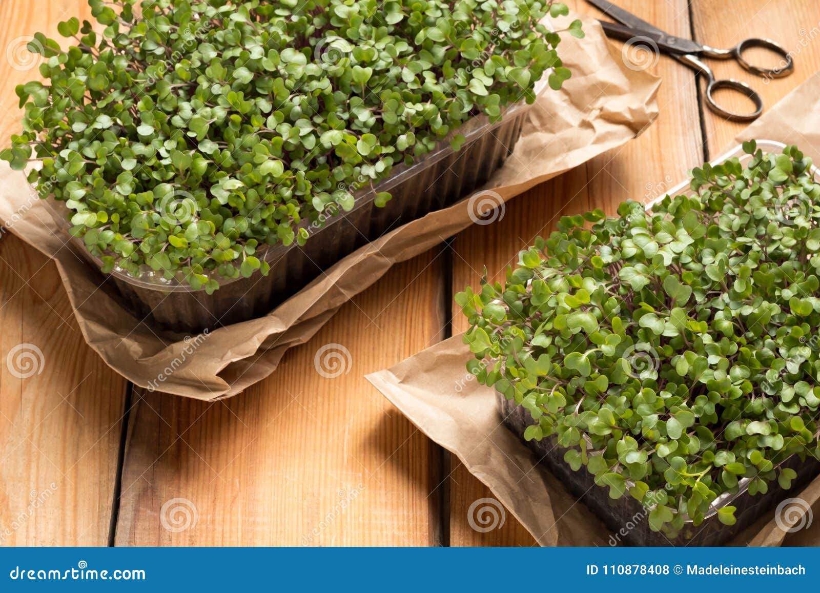 Broccoli and Kale Microgreens on a Wooden Table Stock Photo - Image of ...