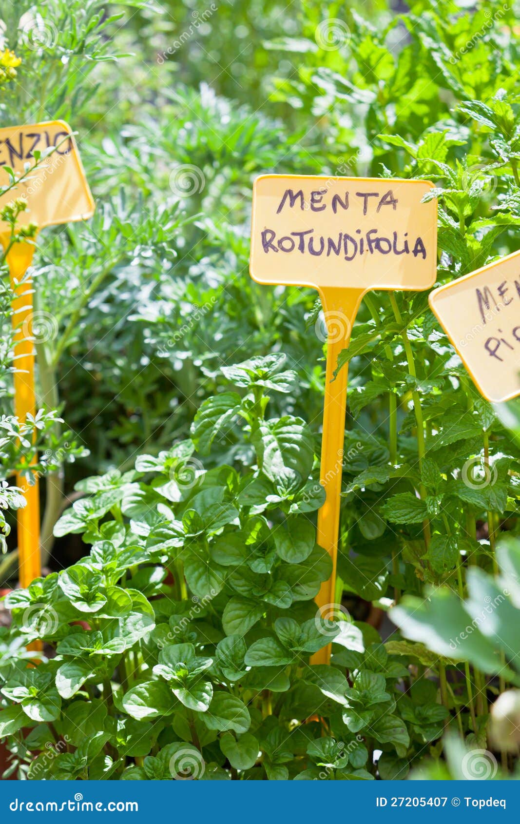 Homegrown mint seedlings stock image. Image of mint, outdoors - 27205407