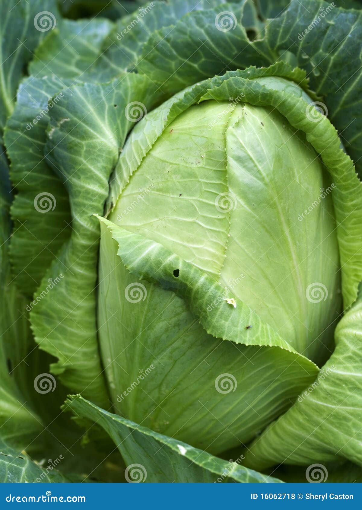 Homegrown Organic Sugarloaf Cabbage Vegetable Stock Photo - Image of ...