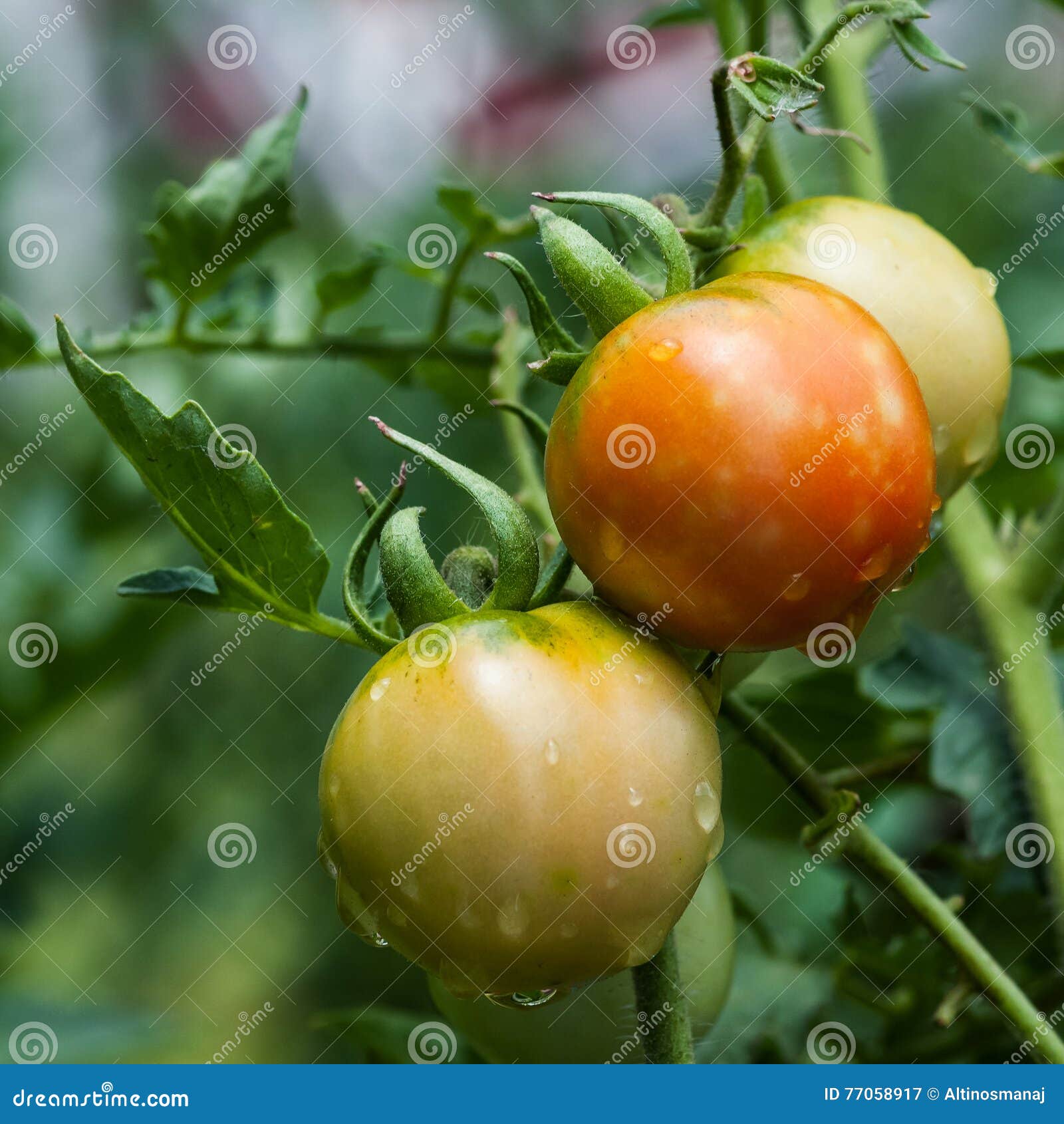 Growing Square Tomatoes