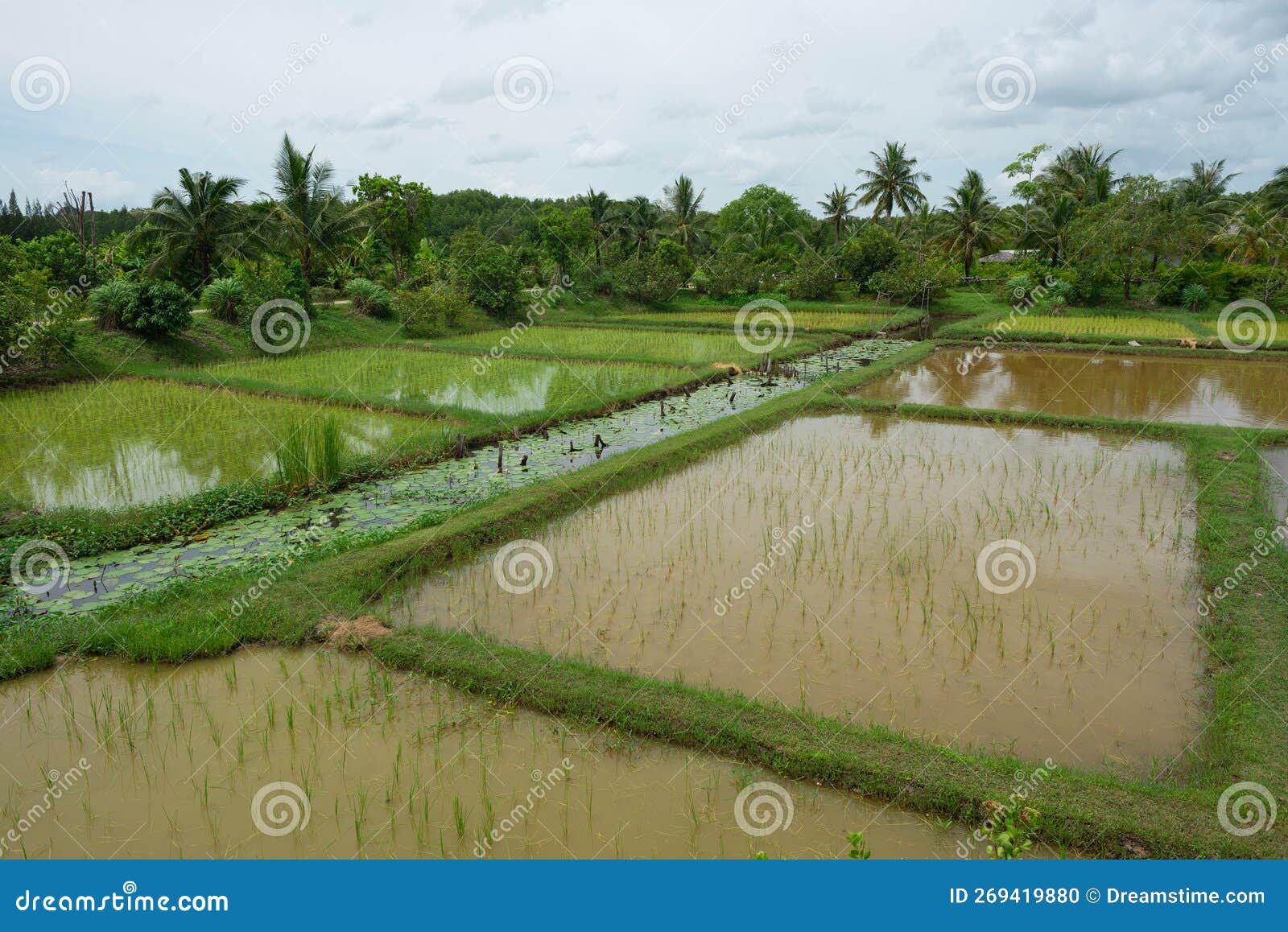 Homegrown Vegetable Garden with Swamp in the Backyard. Stock Photo ...