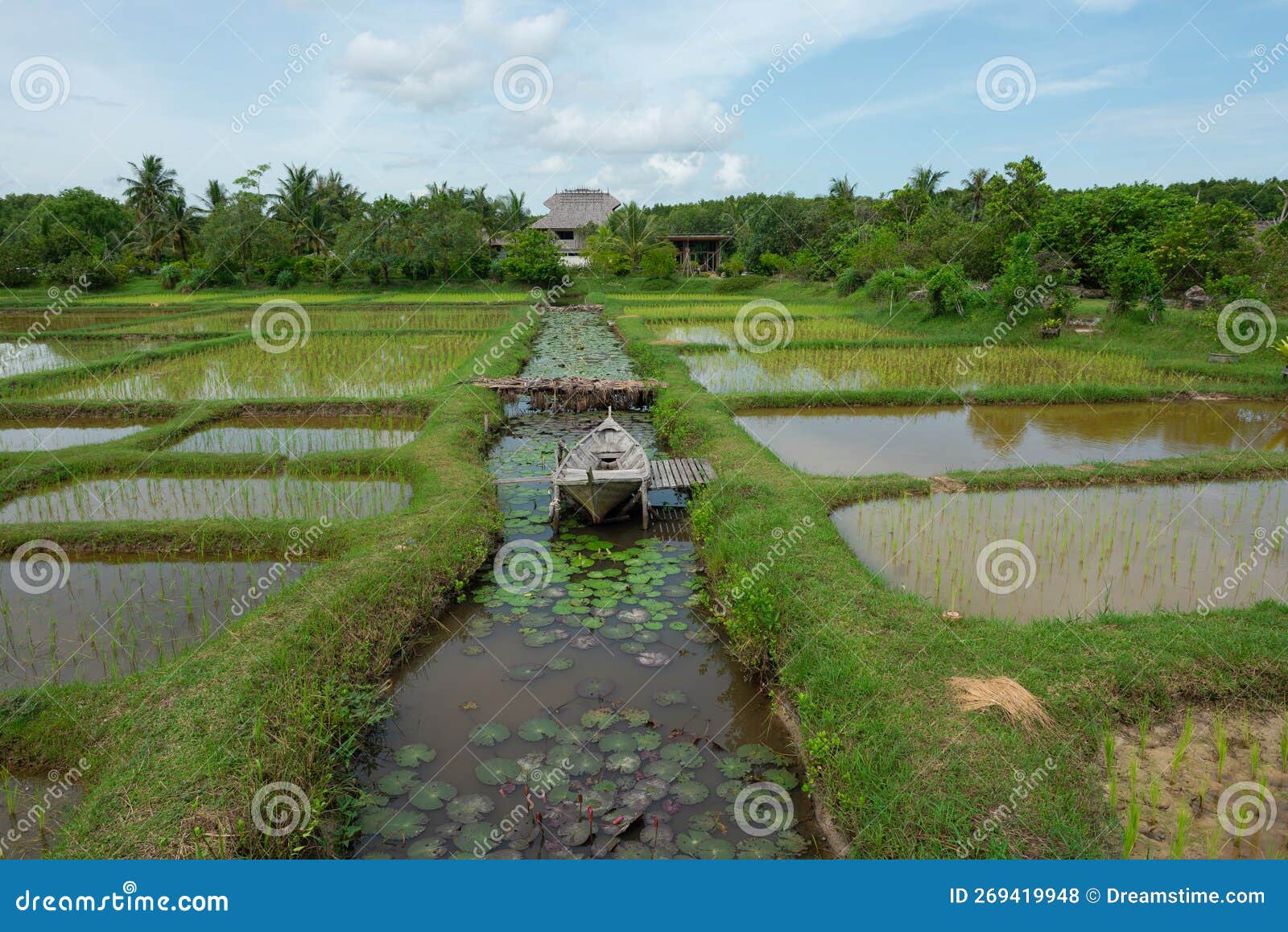 Homegrown Vegetable Garden with Swamp in the Backyard. Stock Photo ...