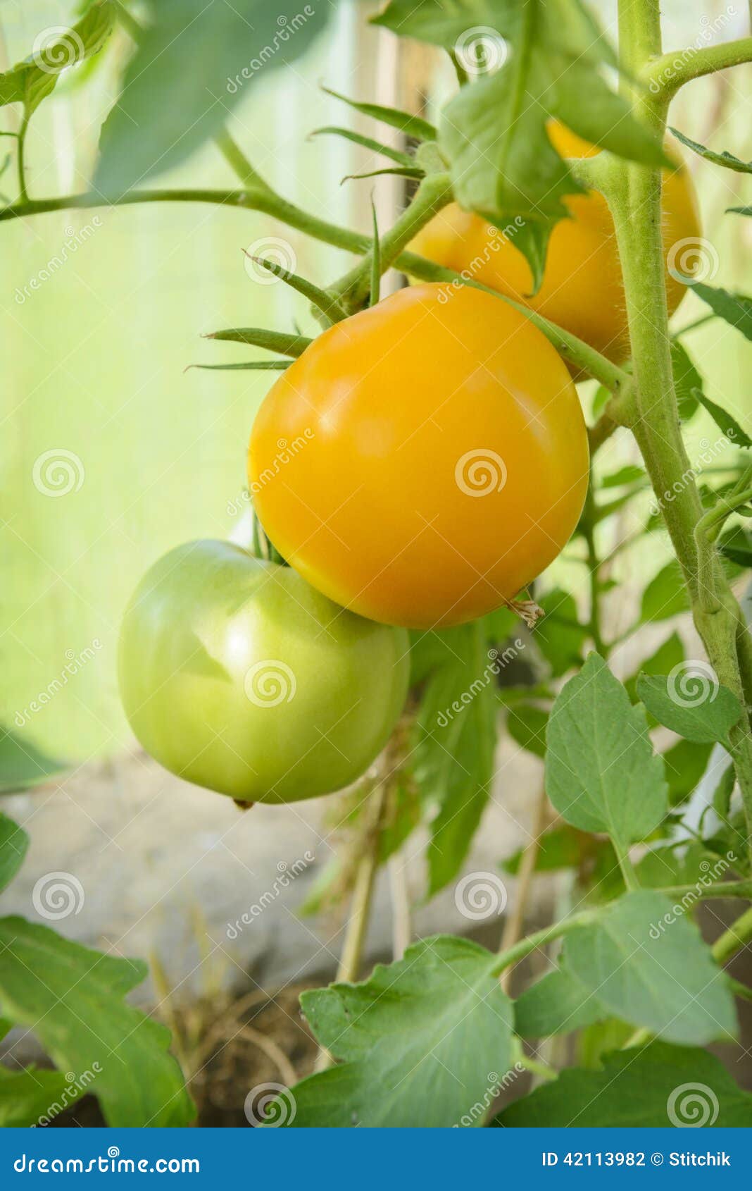 Homegrown yellow tomato stock photo. Image of fresh, branch - 42113982