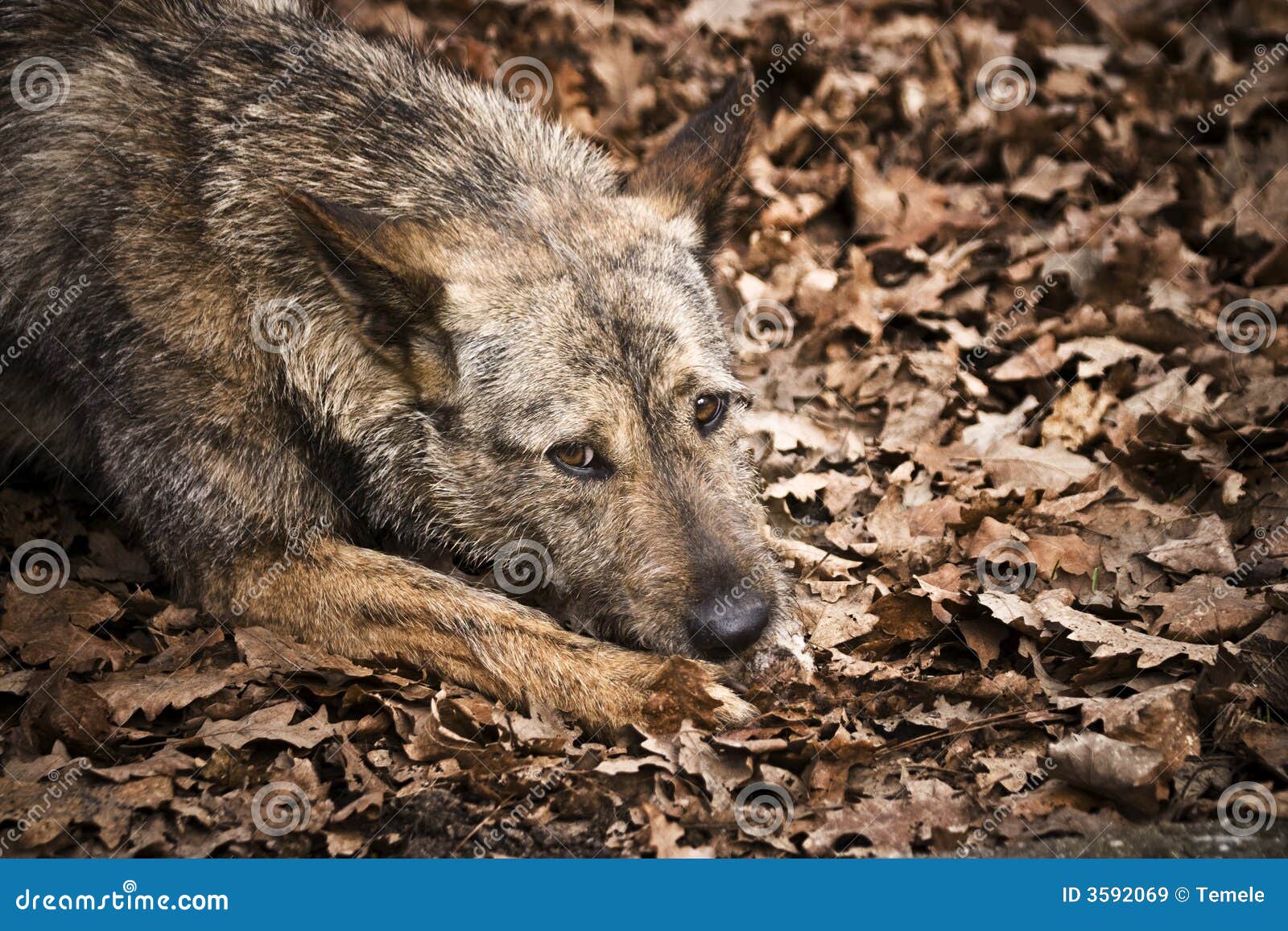 Homeless stock image. Image of animal, nose, look, eyes - 3592069