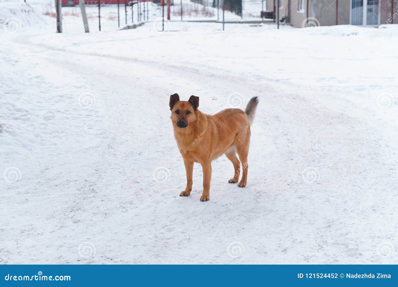 Homeless Big Dog, Red Dog in the Snow Stock Photo - Image of healthy ...