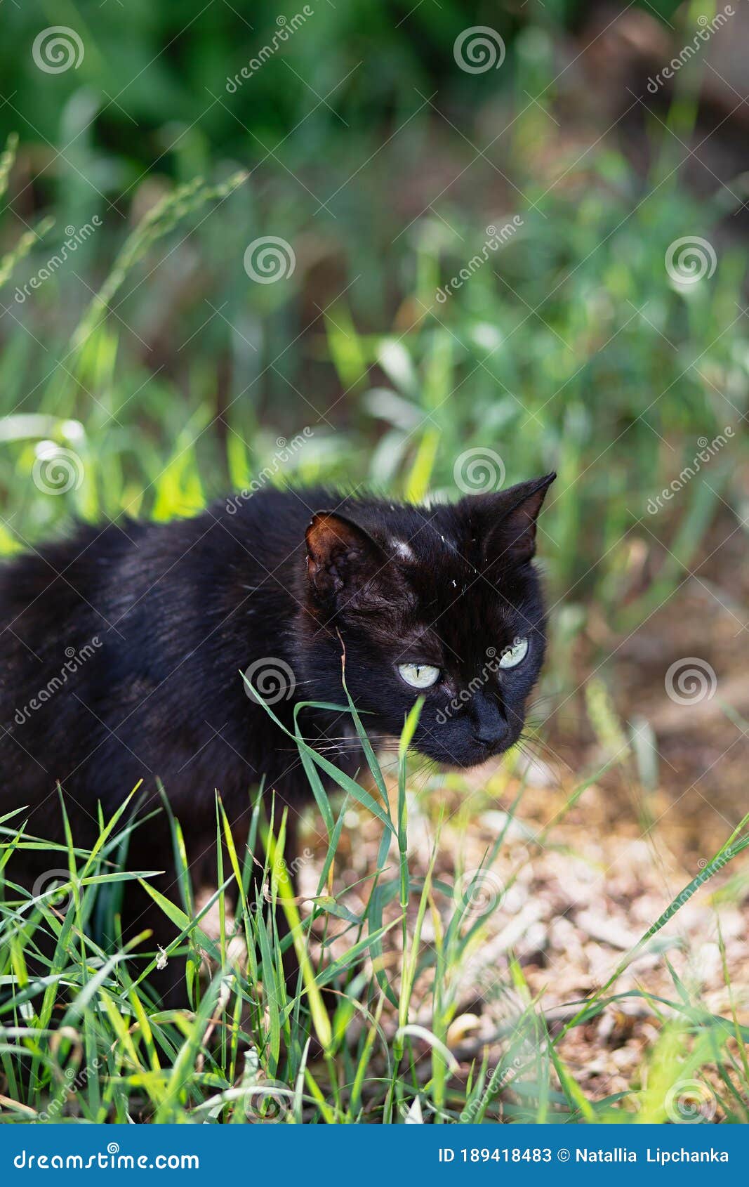 Homeless Black Cat Sits in Grass, Head Wounds and Scars, Selective ...
