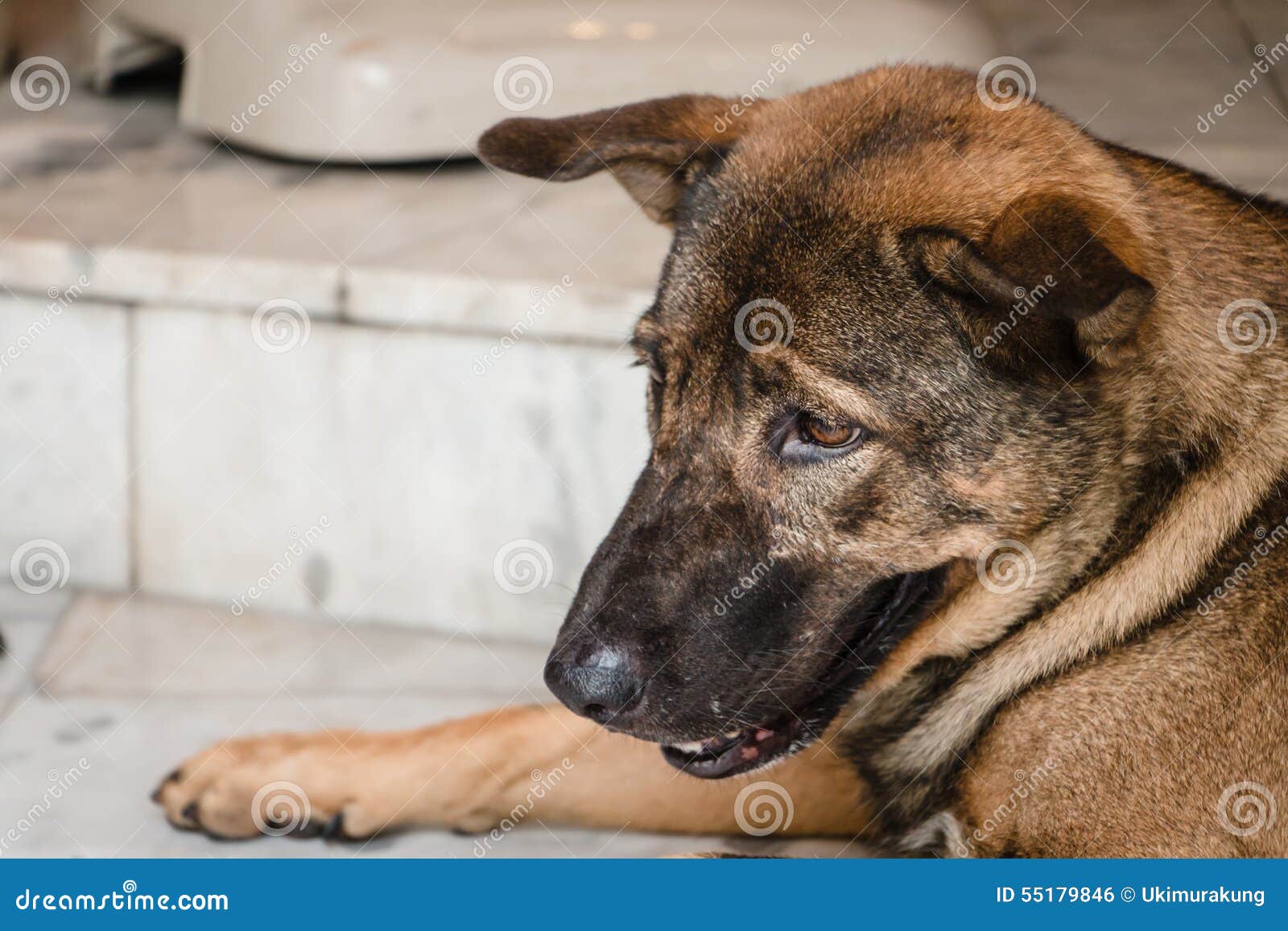 Homeless brown thai dog stock photo. Image of animal - 55179846