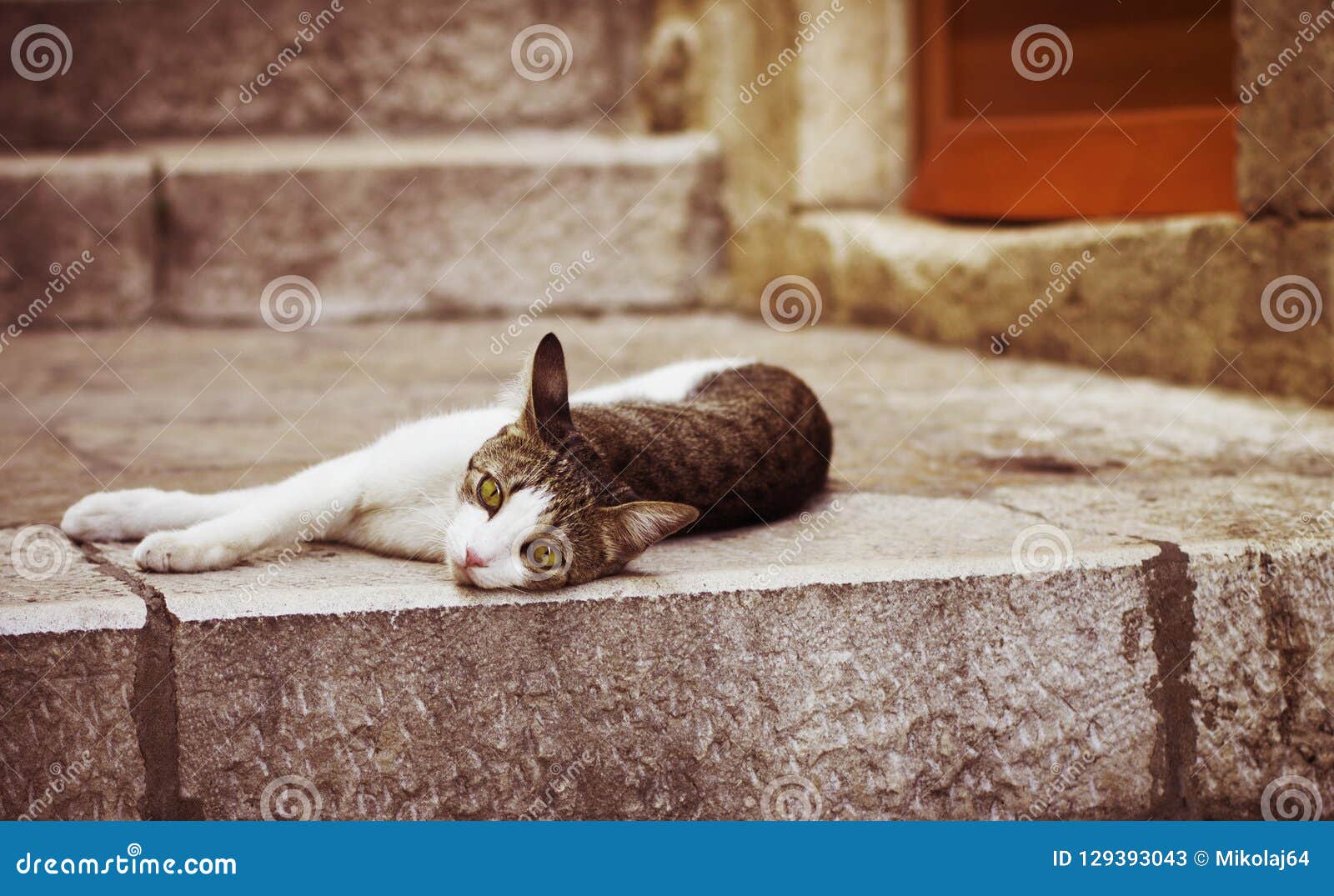 Homeless cat stock image. Image of street, adoption - 129393043