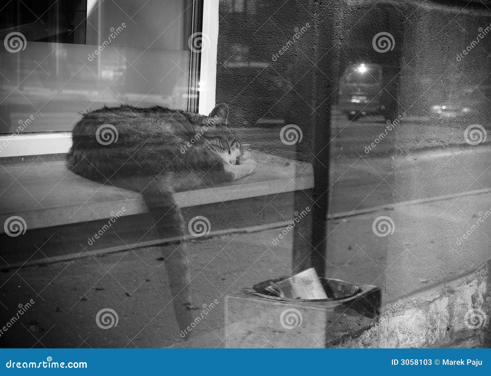 Homeless Cat stock image. Image of feline, siesta, lonely - 3058103