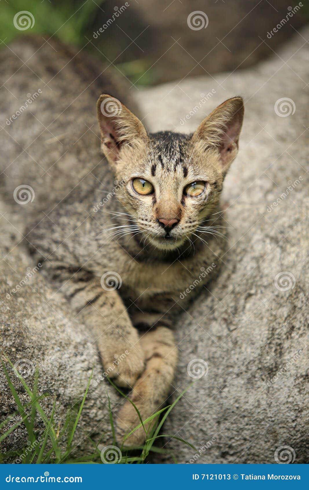Homeless cat stock image. Image of sidewalk, roving, wild - 7121013