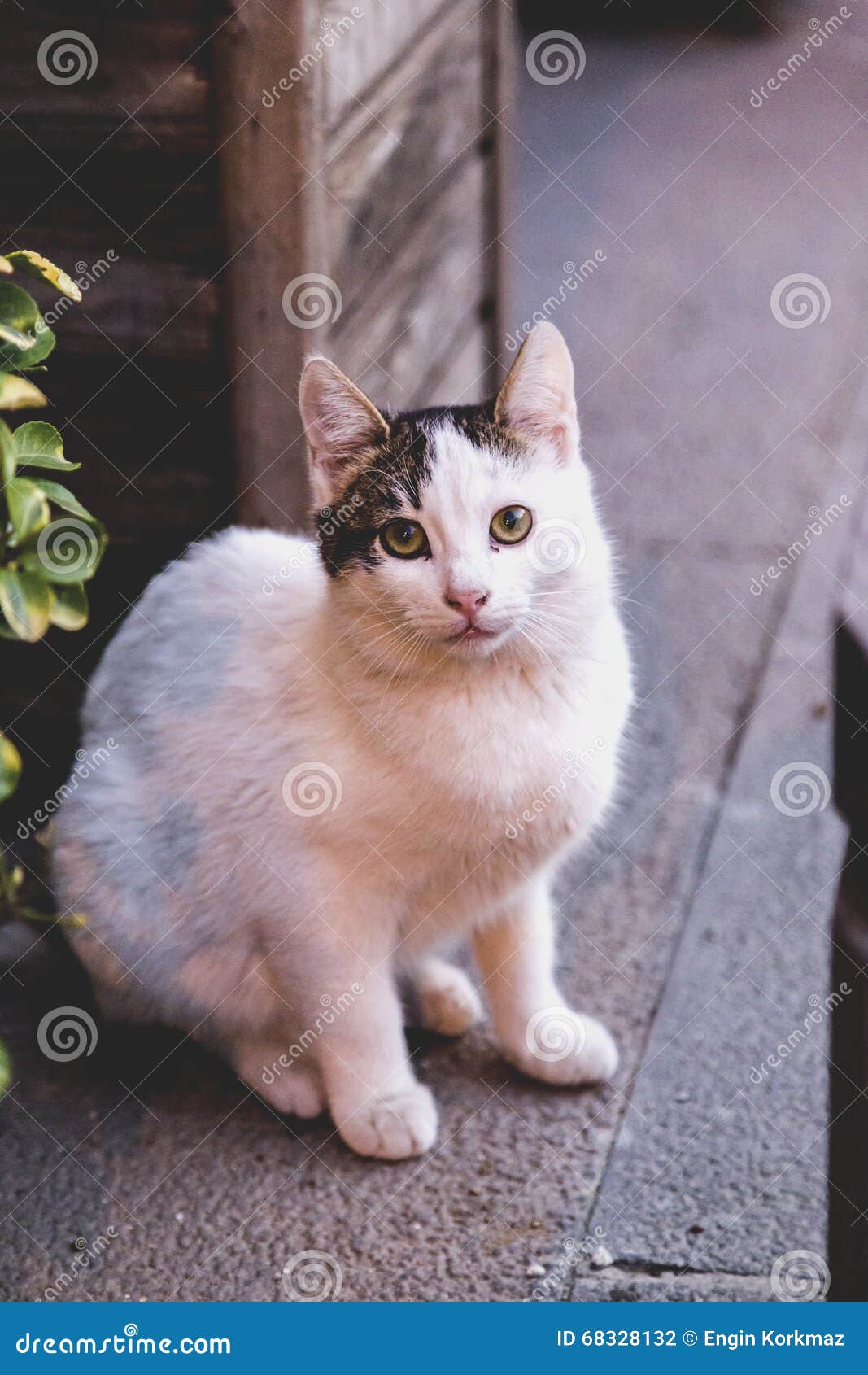 Homeless cat stock photo. Image of nose, cute, pose, frisky - 68328132