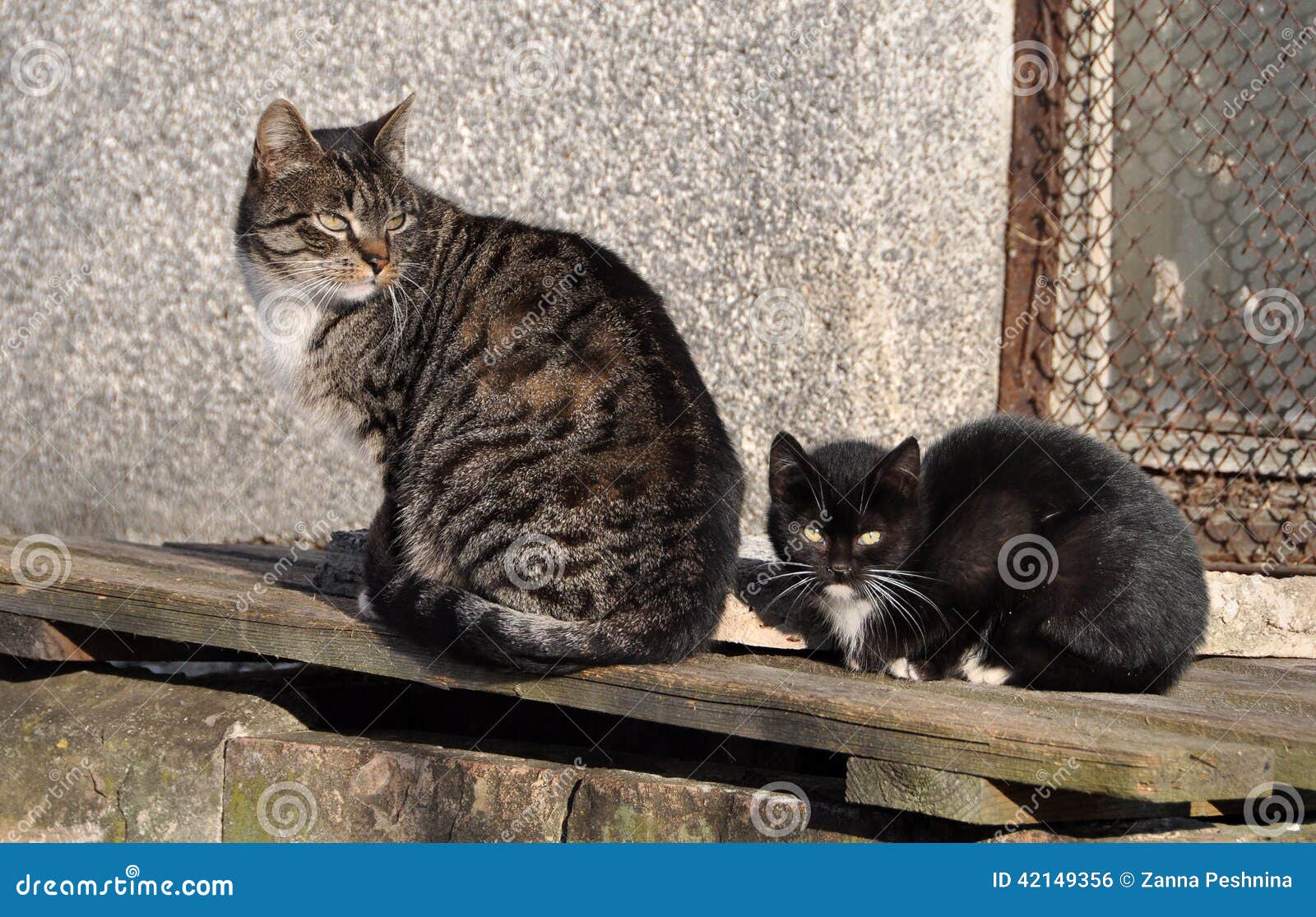 Homeless cat with kitten stock photo. Image of outdoor - 42149356