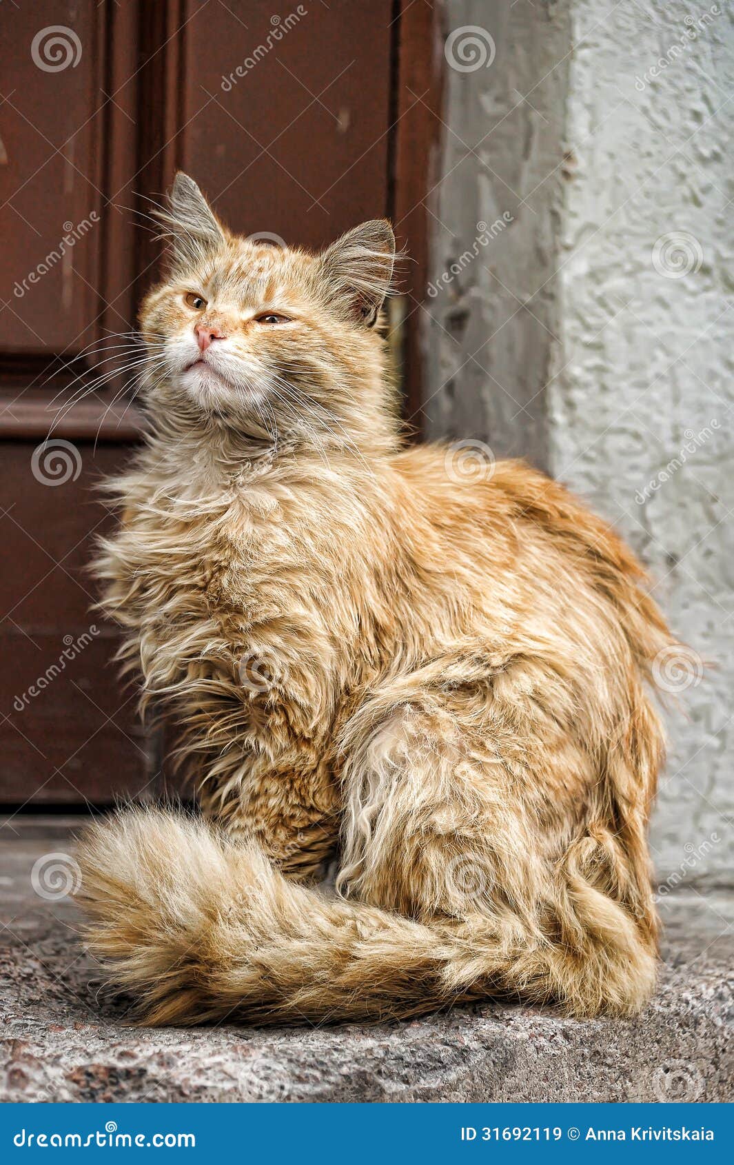Homeless cat stock image. Image of feline, hunter, domestic - 31692119
