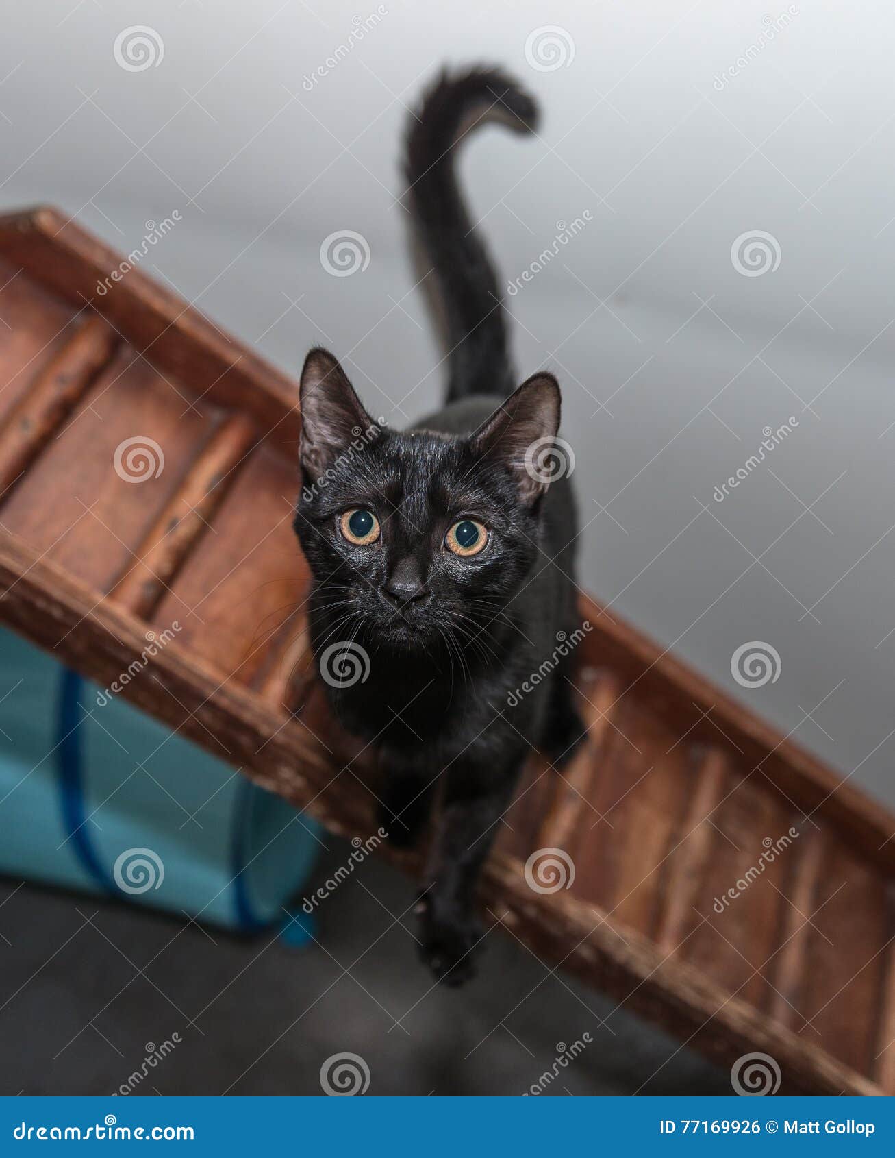 Homeless Cat Needs a Forever Home Stock Photo - Image of house, feral ...