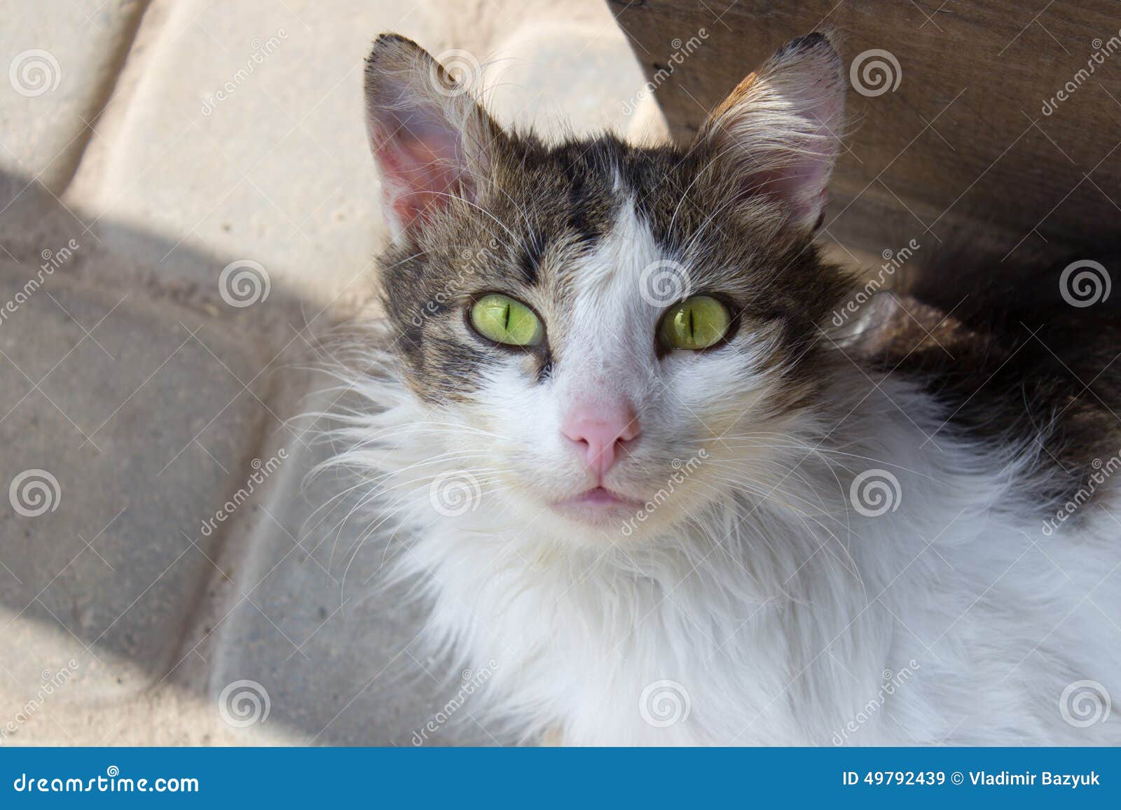 Homeless cat portrait stock image. Image of facial, looking - 49792439