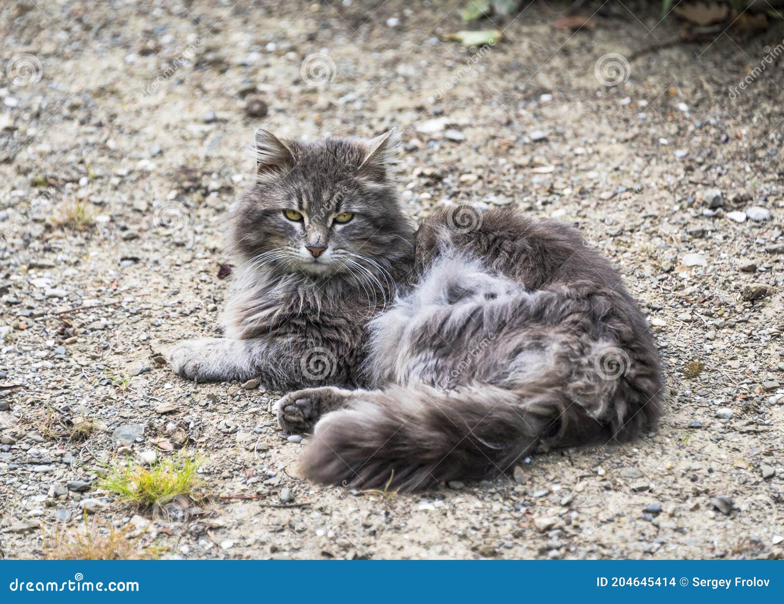 A Homeless Cat with Scars from Fights and a Stern Look Stock Photo ...