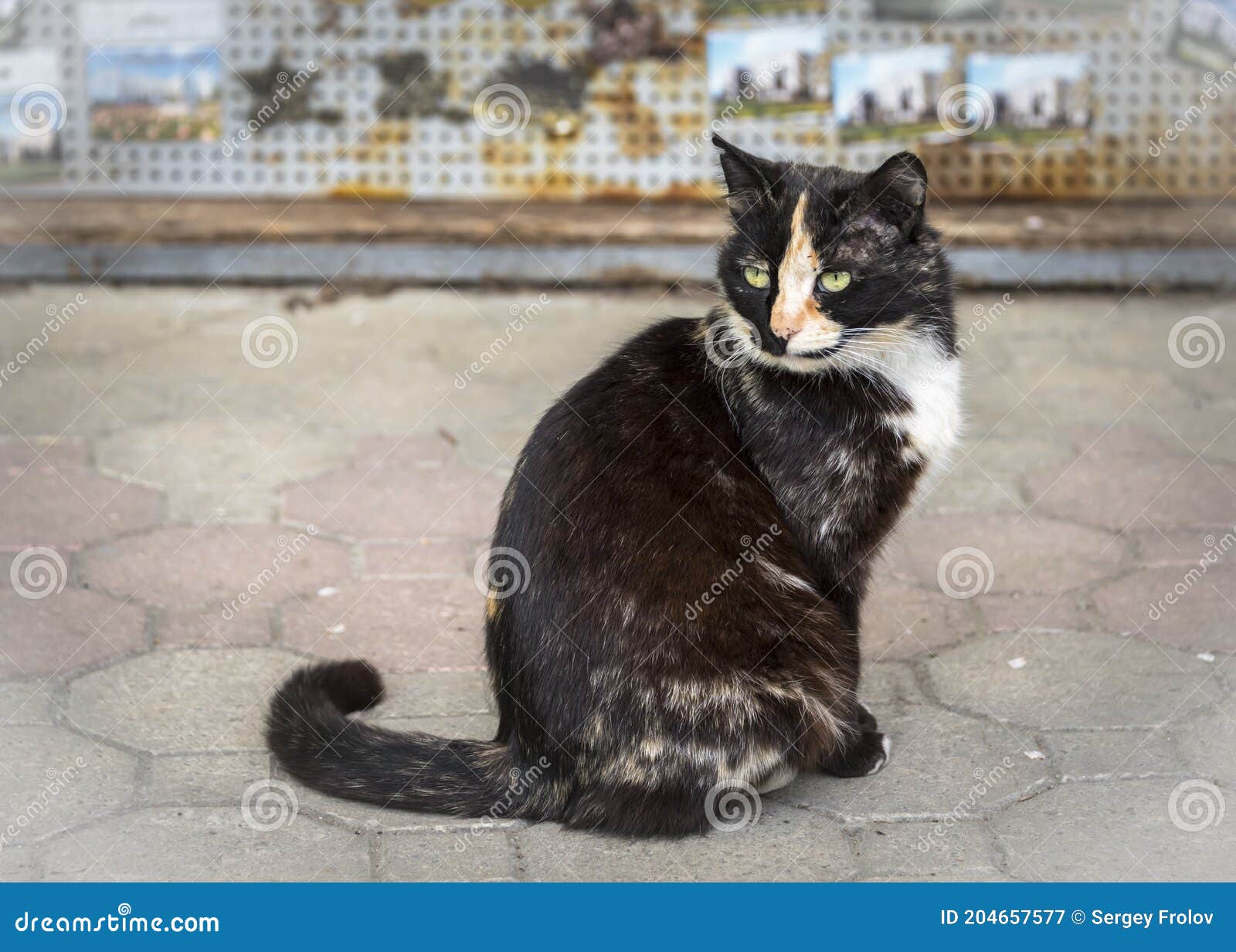 A Homeless Cat with Scars and a Stern Look Stock Image - Image of cute ...