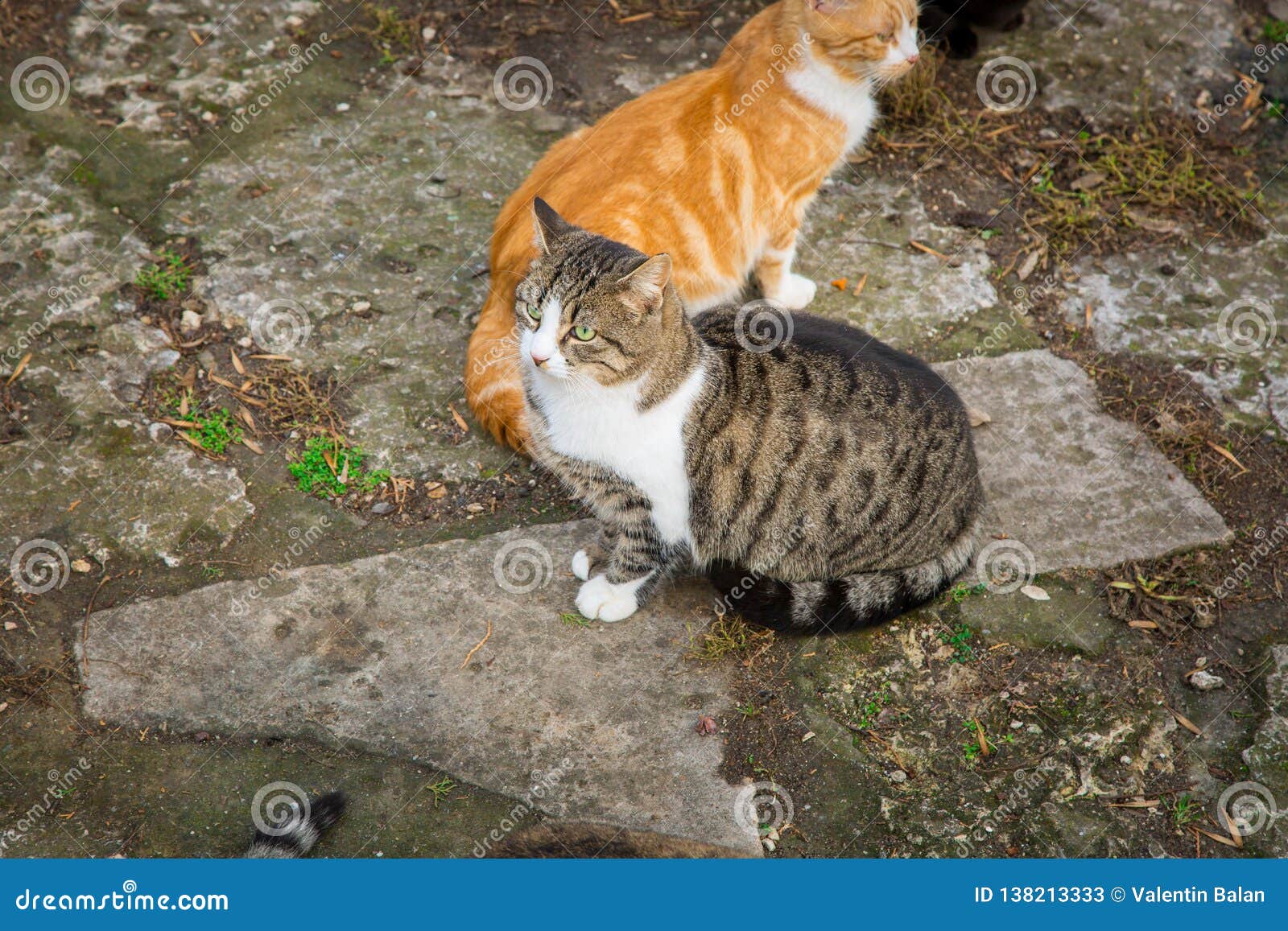 Homeless cat stock image. Image of little, design, happy - 138213333