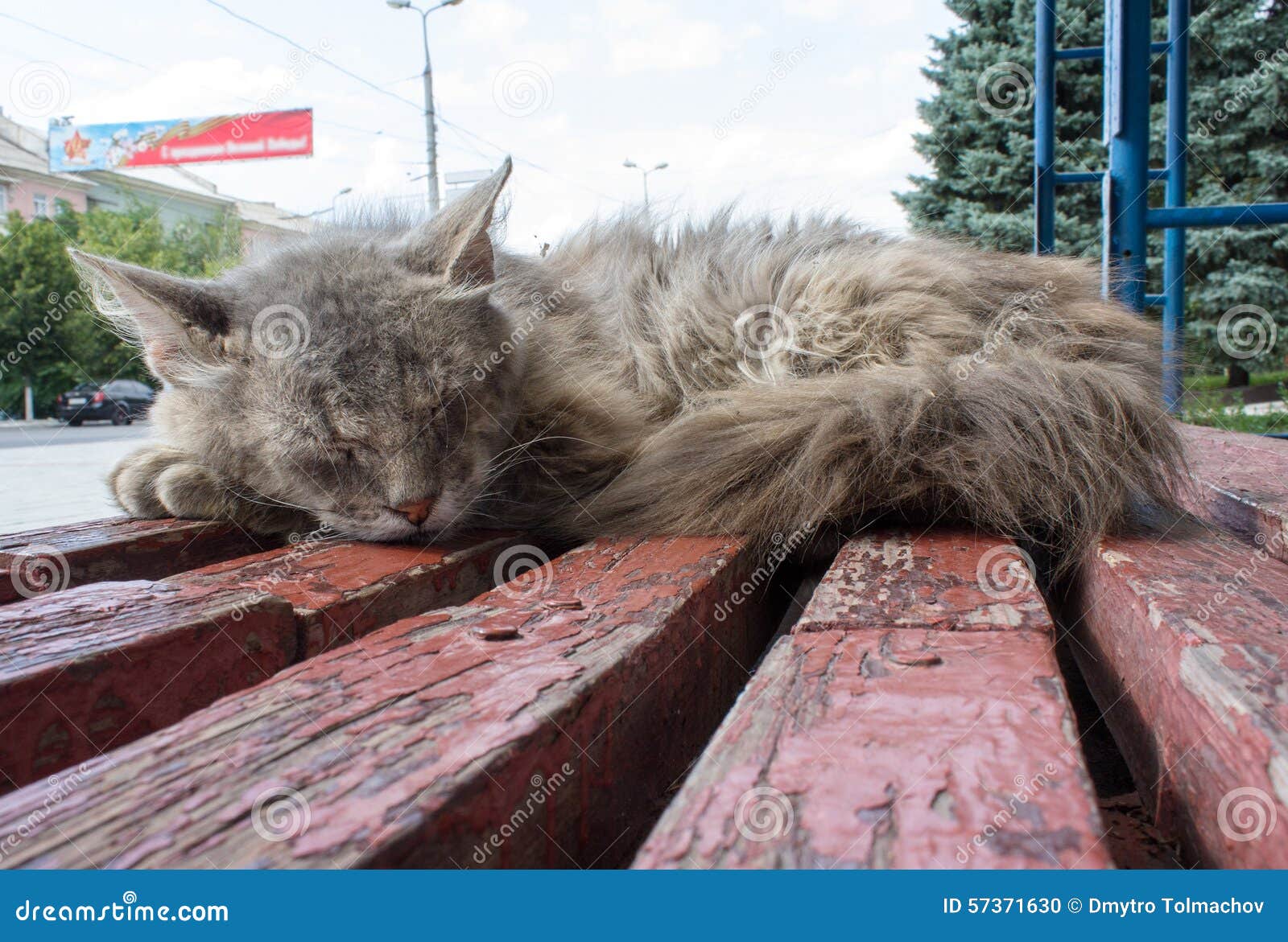 Homeless Cat Sleeps at a Bus Stop Stock Photo - Image of mammal, sick ...