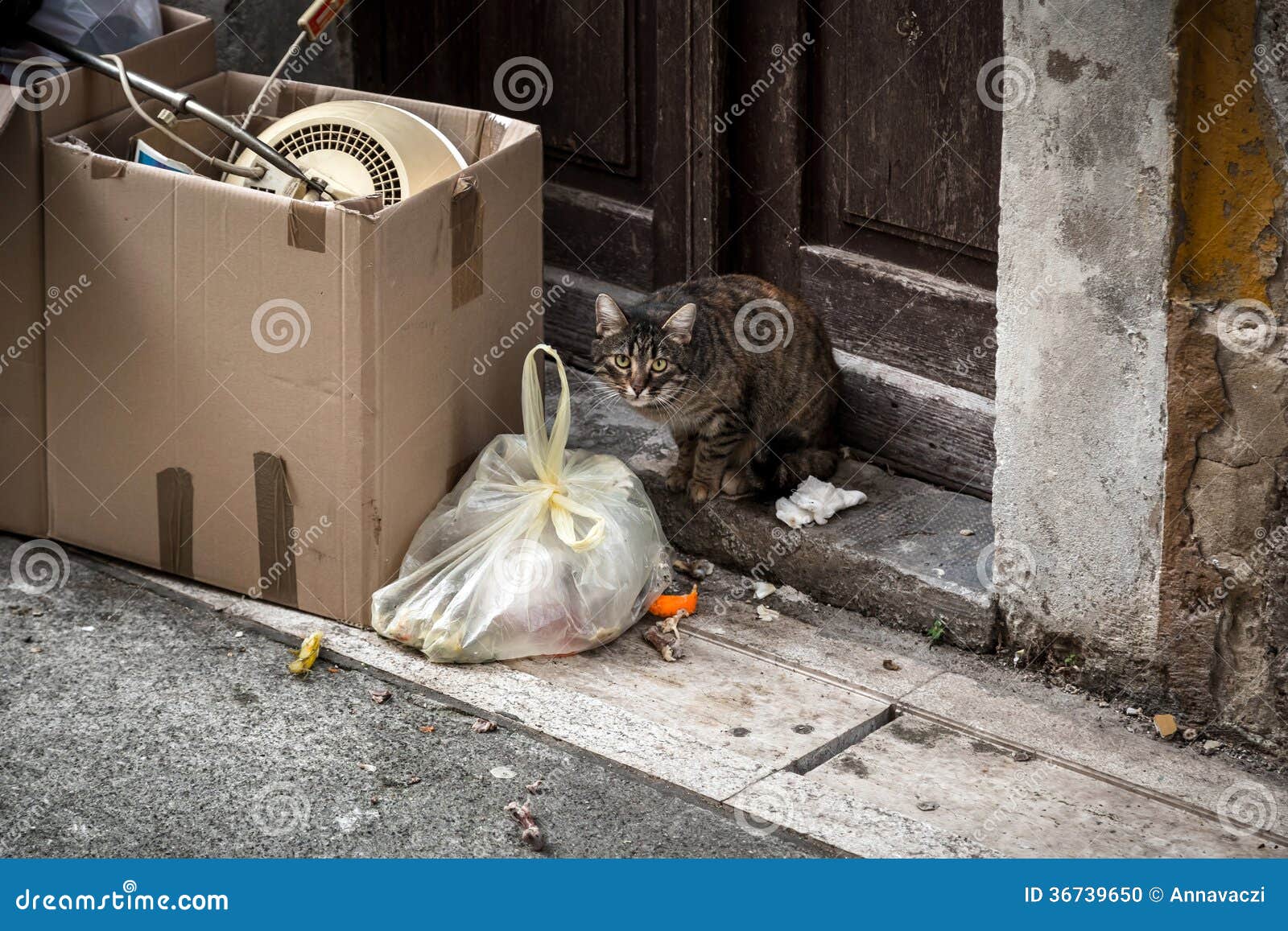 Homeless cat on the street stock photo. Image of feline - 36739650