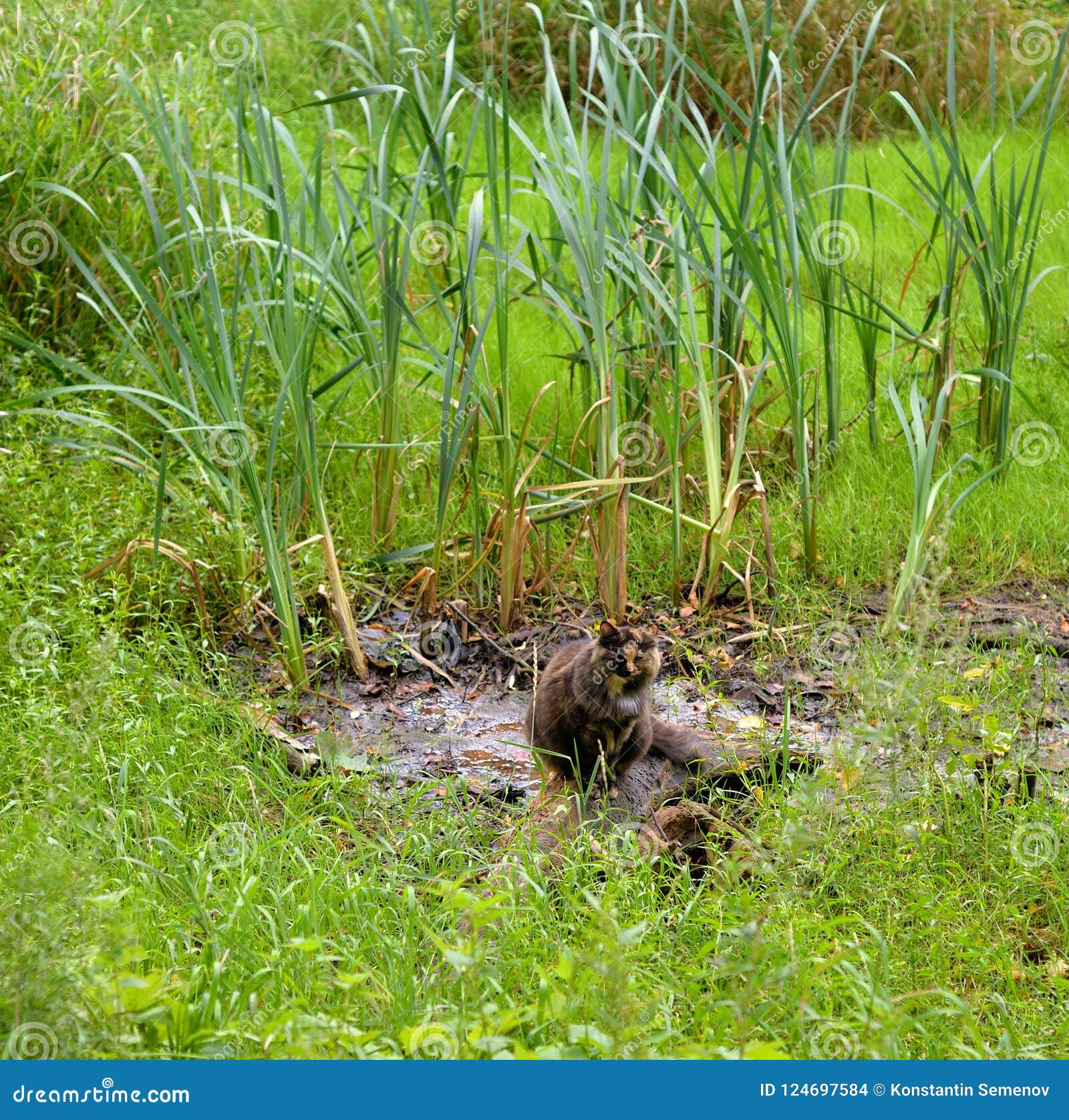 Homeless cat in the swamp. stock photo. Image of grubby - 124697584