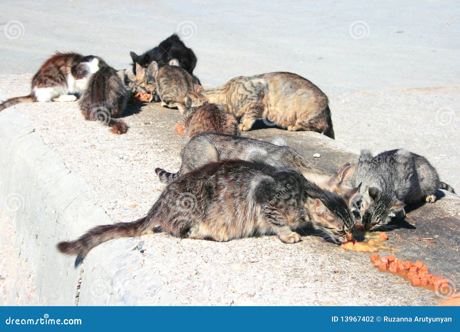 Homeless cats stock photo. Image of white, adorable, portrait - 13967402