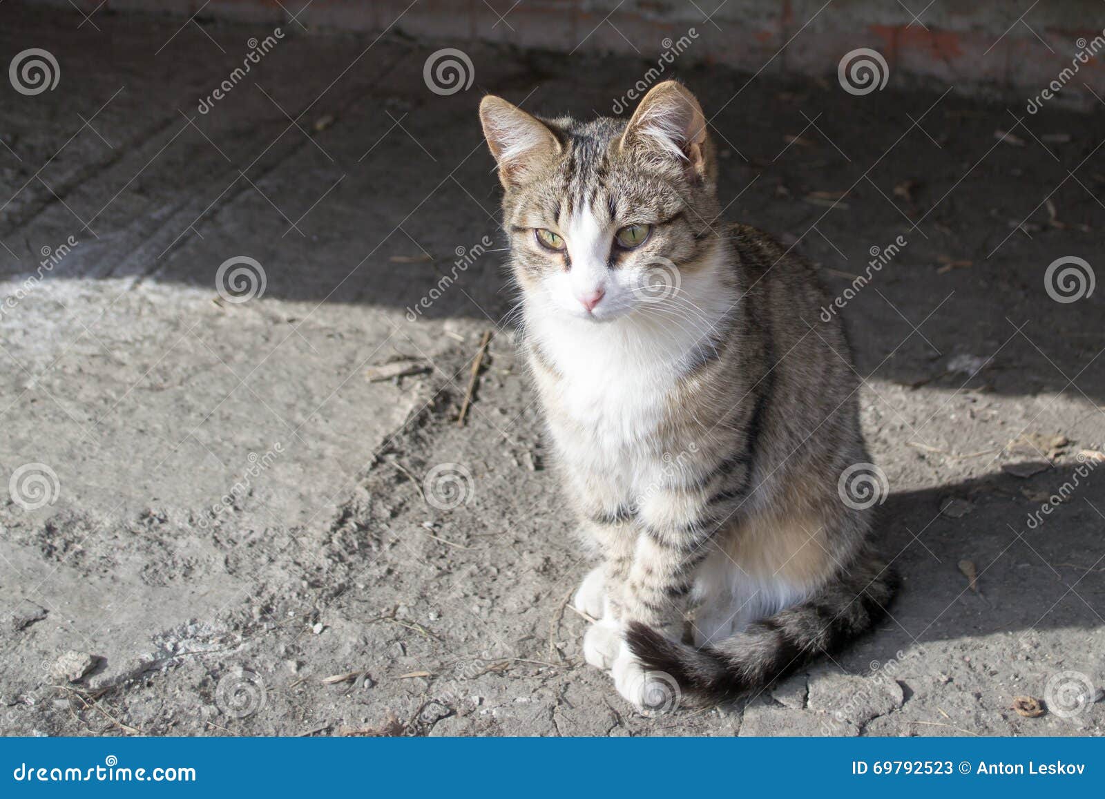 Homeless Cats Stock Image | CartoonDealer.com #69792523