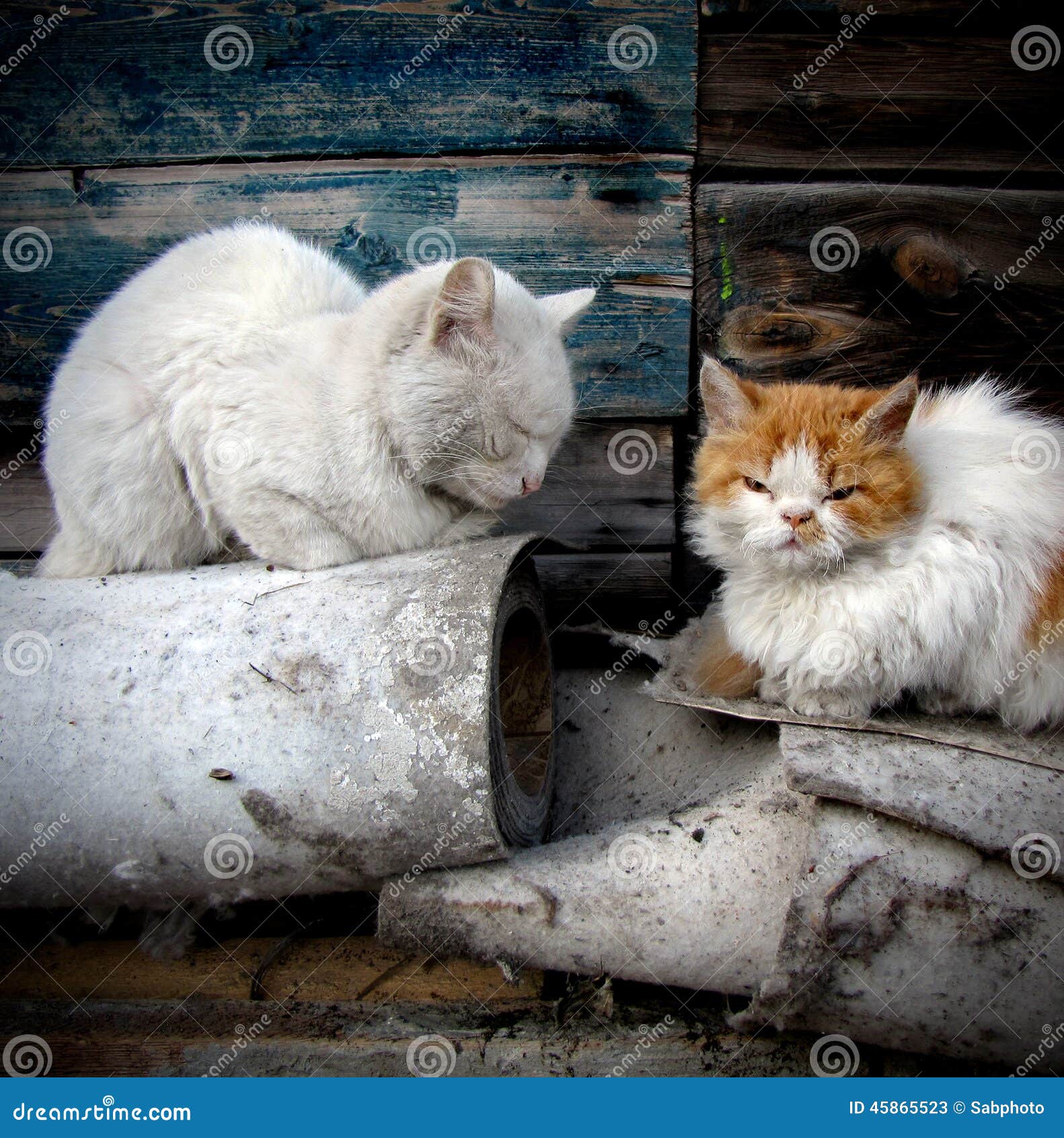 Homeless Cats stock image. Image of dirty, abuse, doze - 45865523