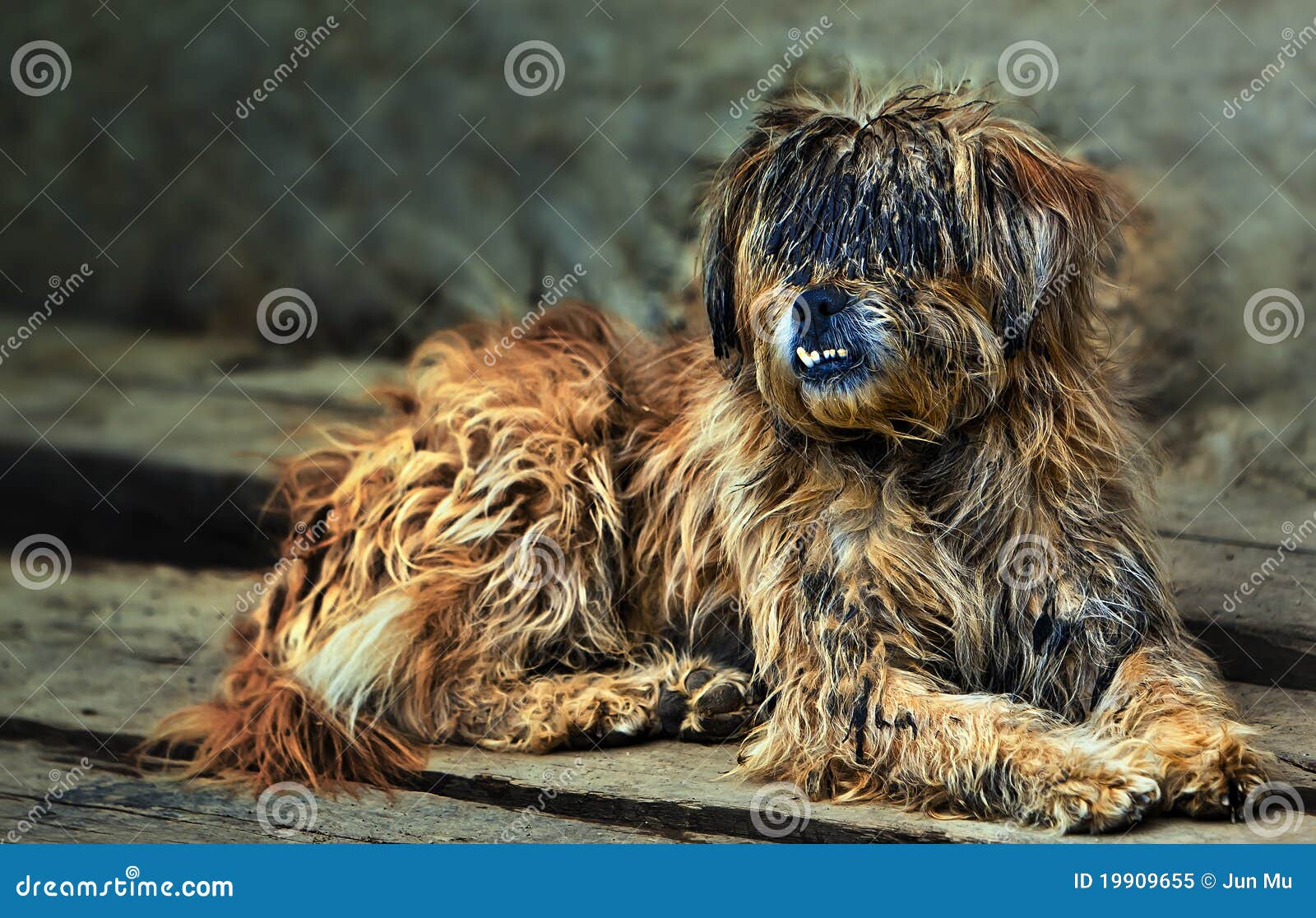Homeless dog stock image. Image of humane, rescue, black - 19909655