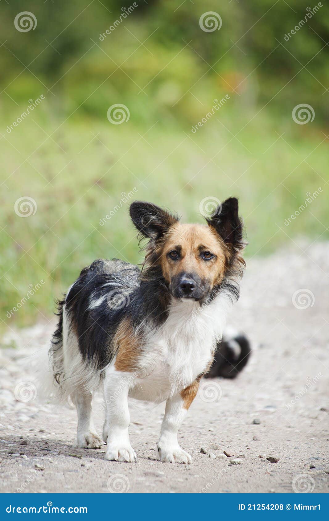 Homeless dog stock photo. Image of loyal, looking, hungry - 21254208