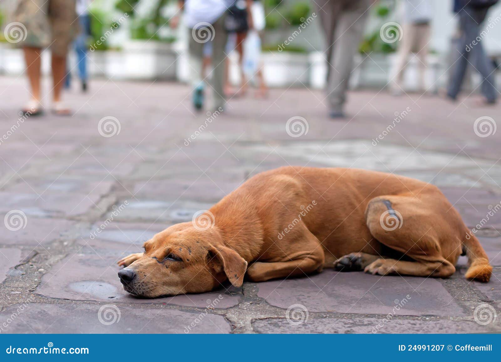 Homeless dog stock image. Image of indifferent, people - 24991207