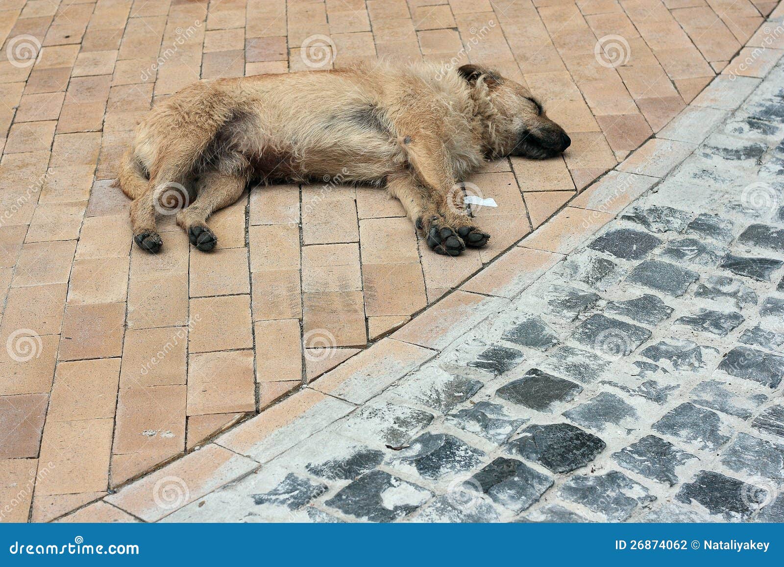 Homeless dog stock photo. Image of poverty, adult, animal - 26874062
