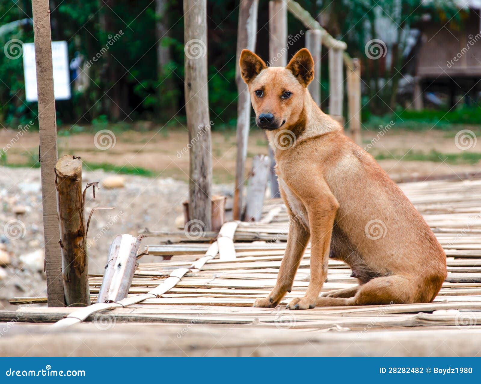 Homeless dog stock photo. Image of alone, puppy, laying - 28282482