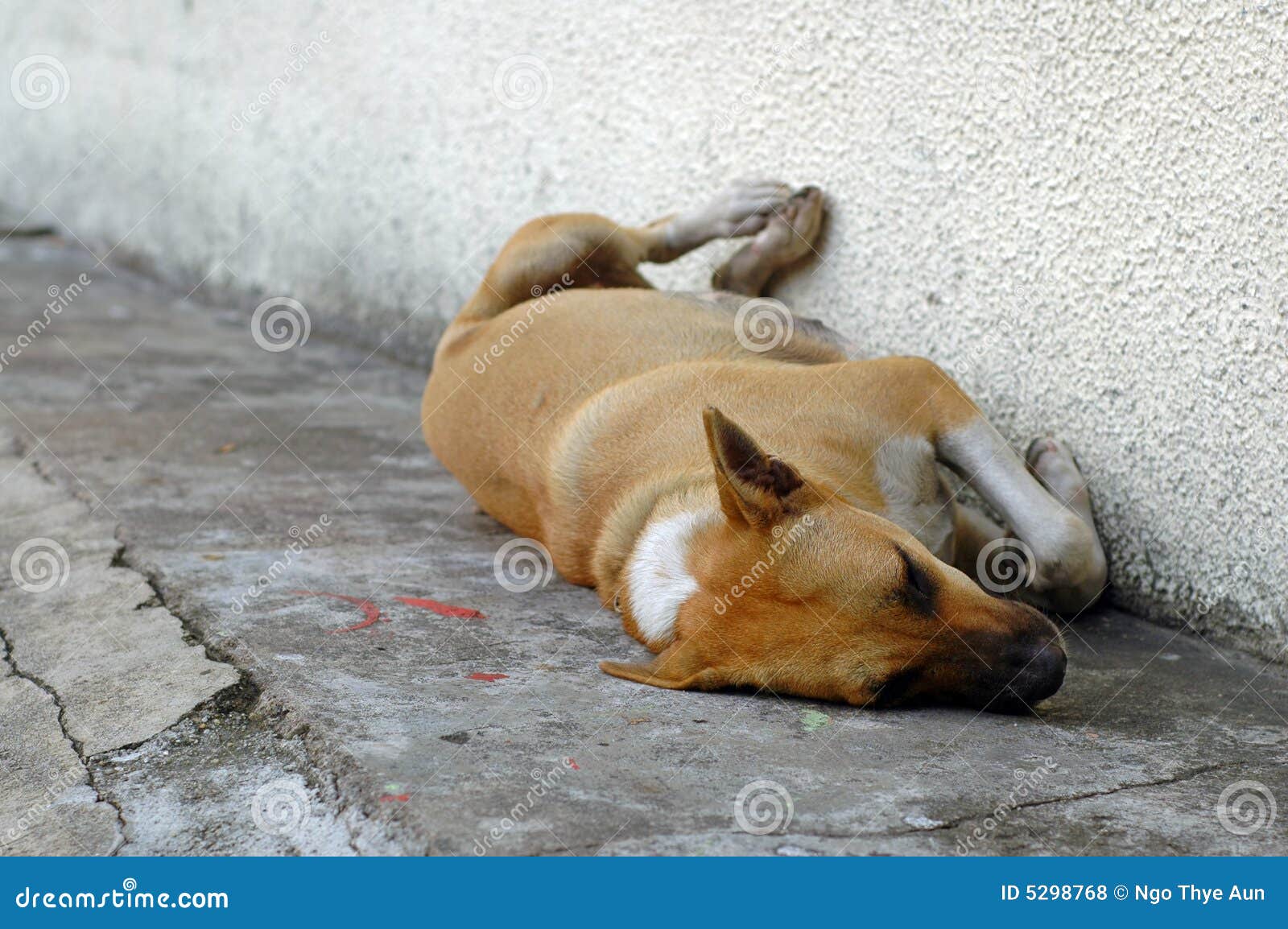 Homeless Dog stock photo. Image of help, abandon, mongrel - 5298768