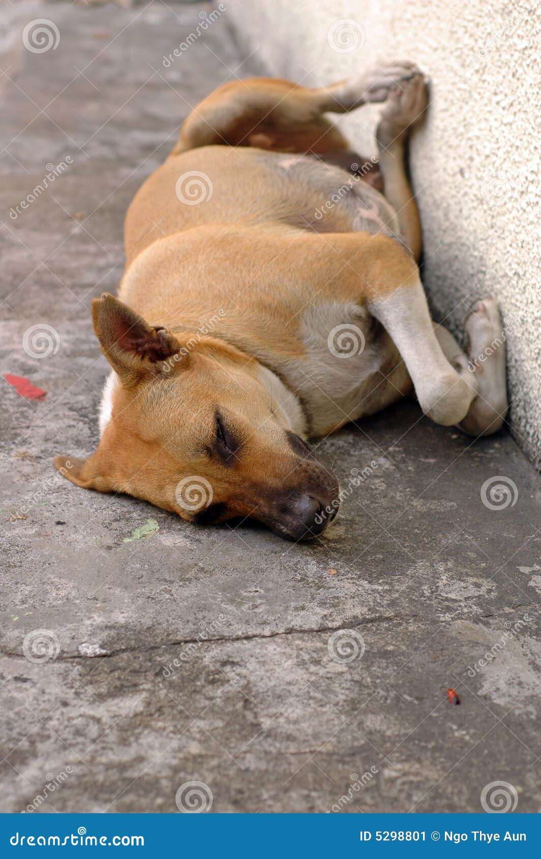 Homeless Dog stock image. Image of resting, homeless, abandon - 5298801