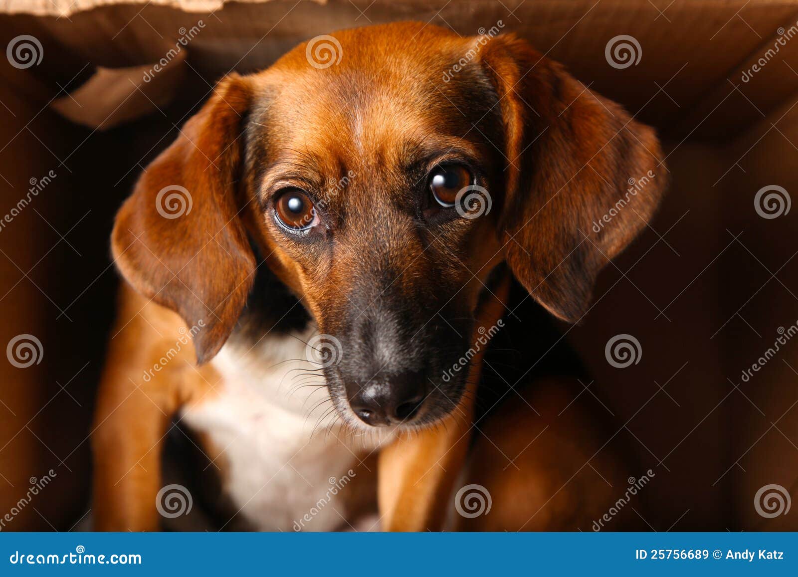 Homeless Dog in Box stock image. Image of hope, save - 25756689