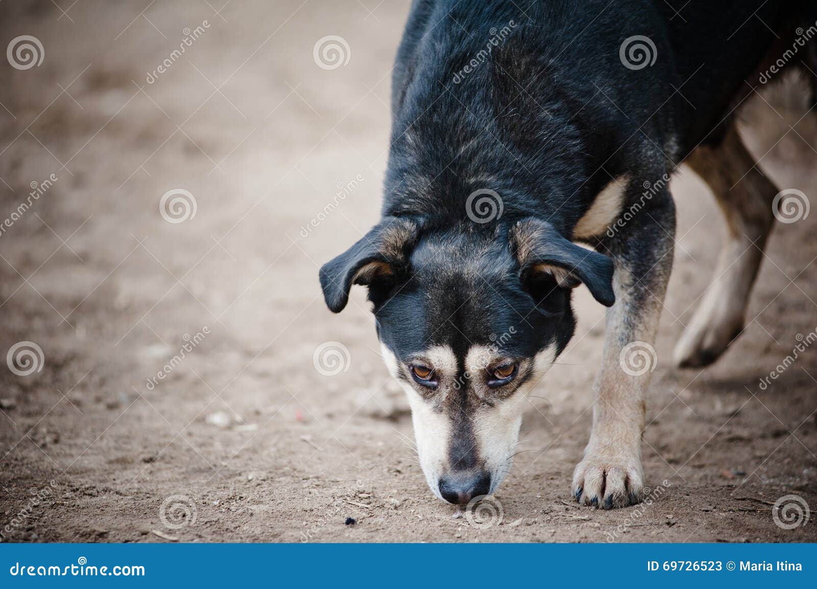 Homeless dog closeup stock image. Image of mongrel, homeless - 69726523