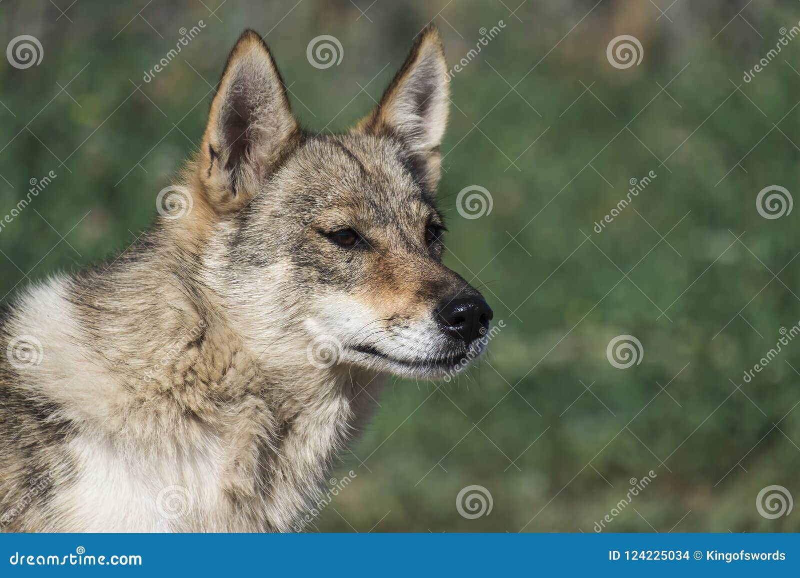 Homeless Dog from the Genus of Wolves Stock Photo - Image of jackal ...