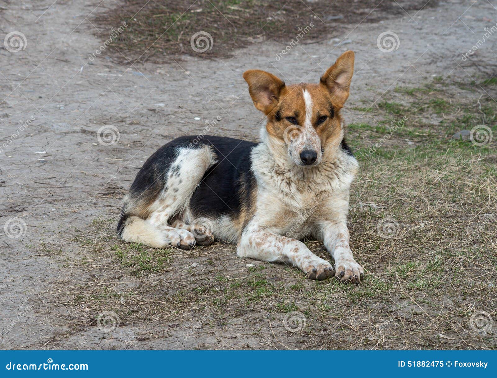 Homeless dog stock image. Image of domestic, brown, looking - 51882475