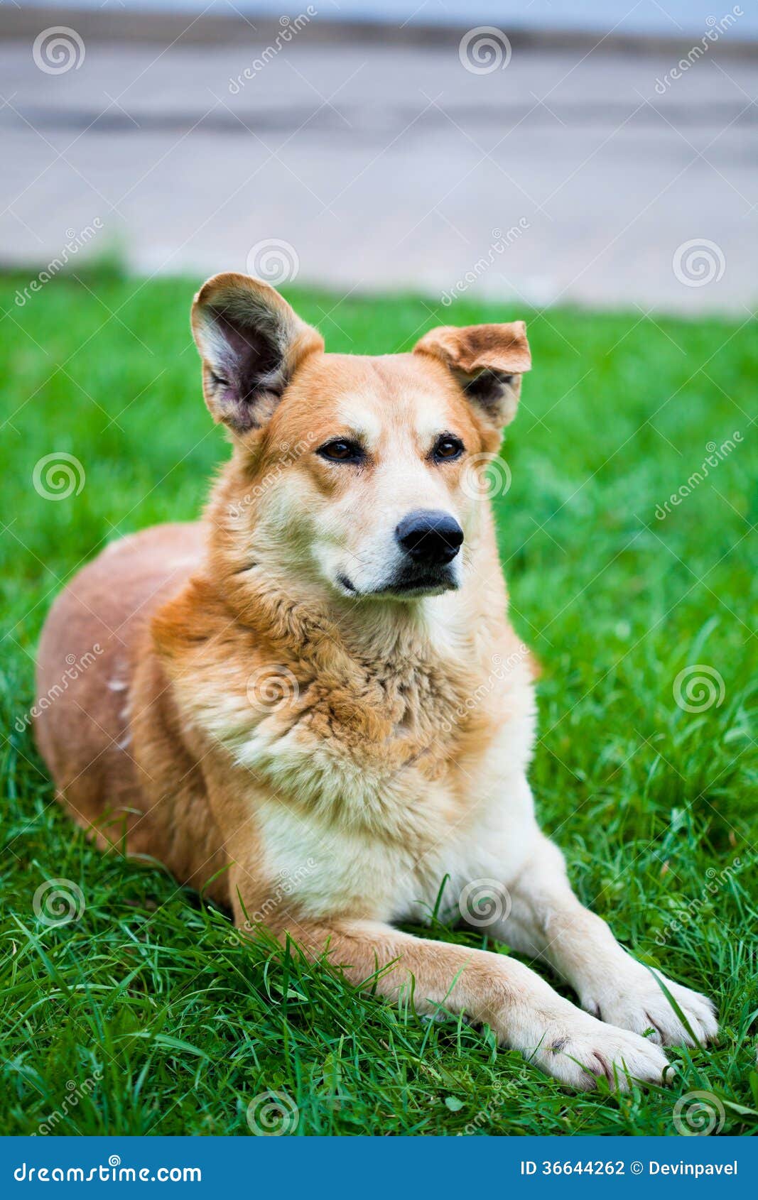 Homeless dog stock photo. Image of adorable, lovely, doggy - 36644262
