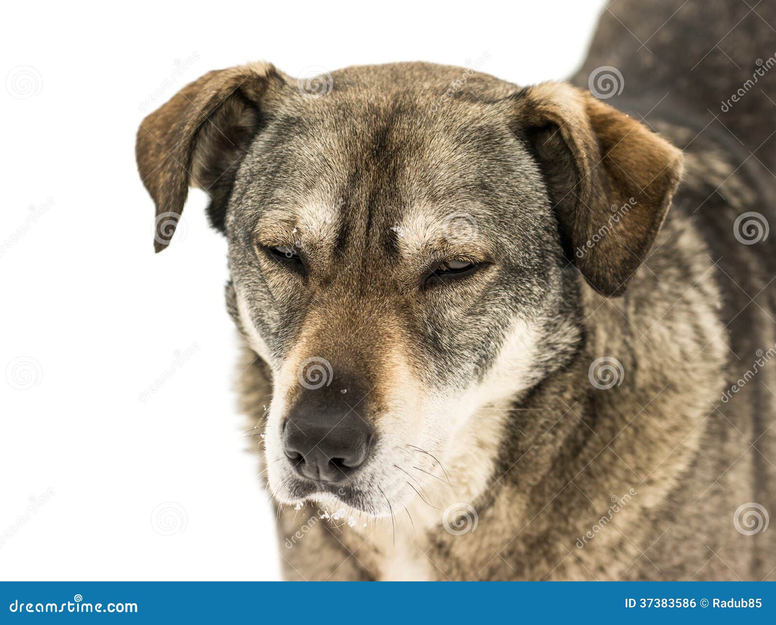 Homeless Dog Portrait stock photo. Image of isolated - 37383586