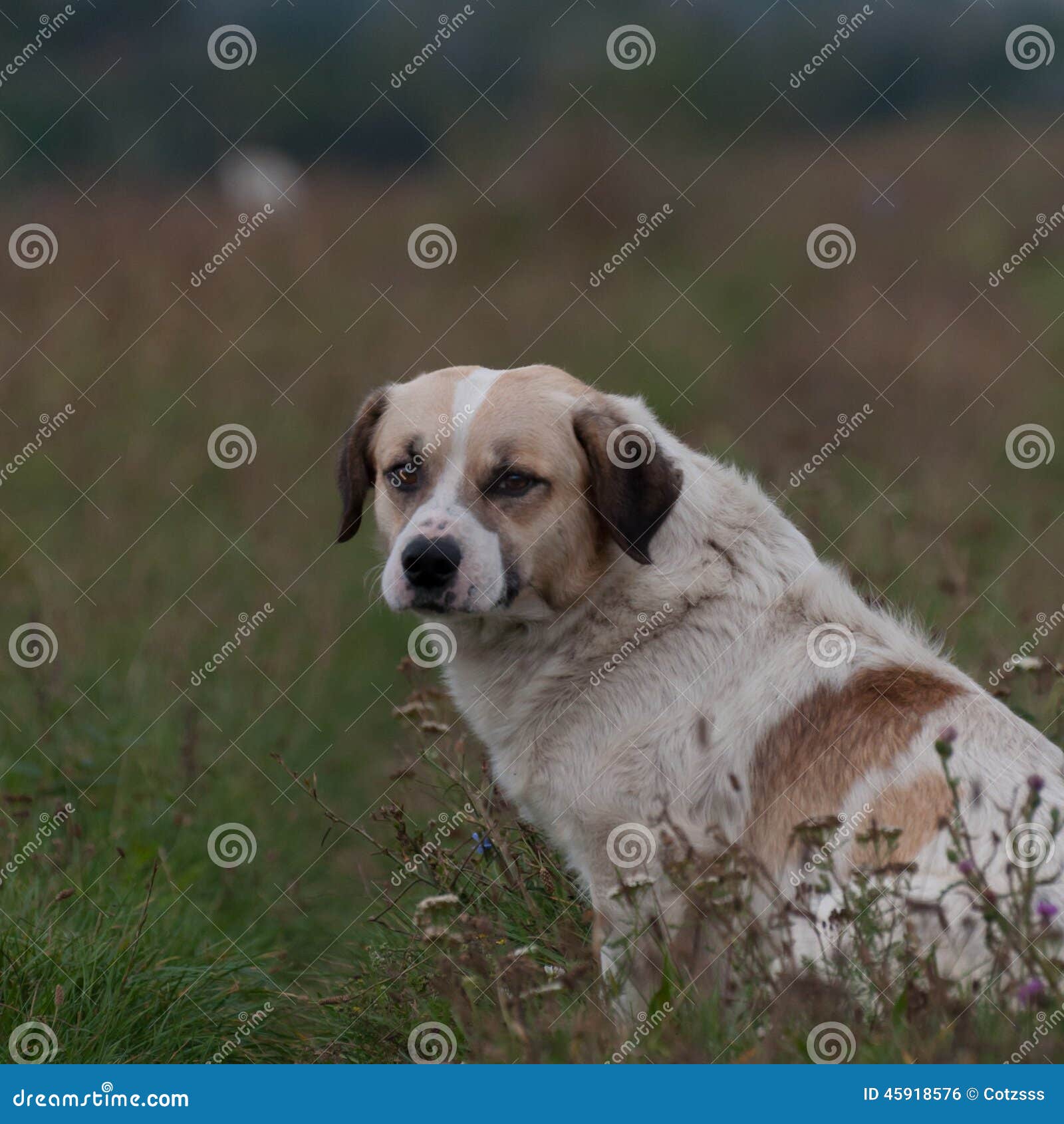 Homeless Dog Resting and Looking Ahead Stock Photo - Image of cute ...