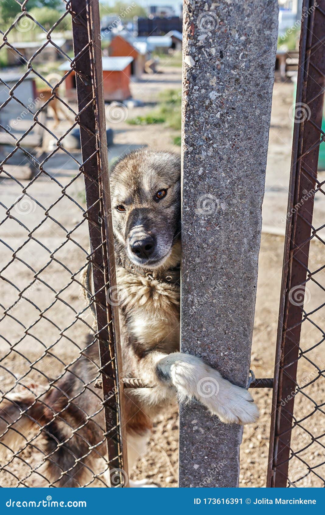 Homeless Dog in a Dog Shelter Stock Image - Image of looking, lonely ...