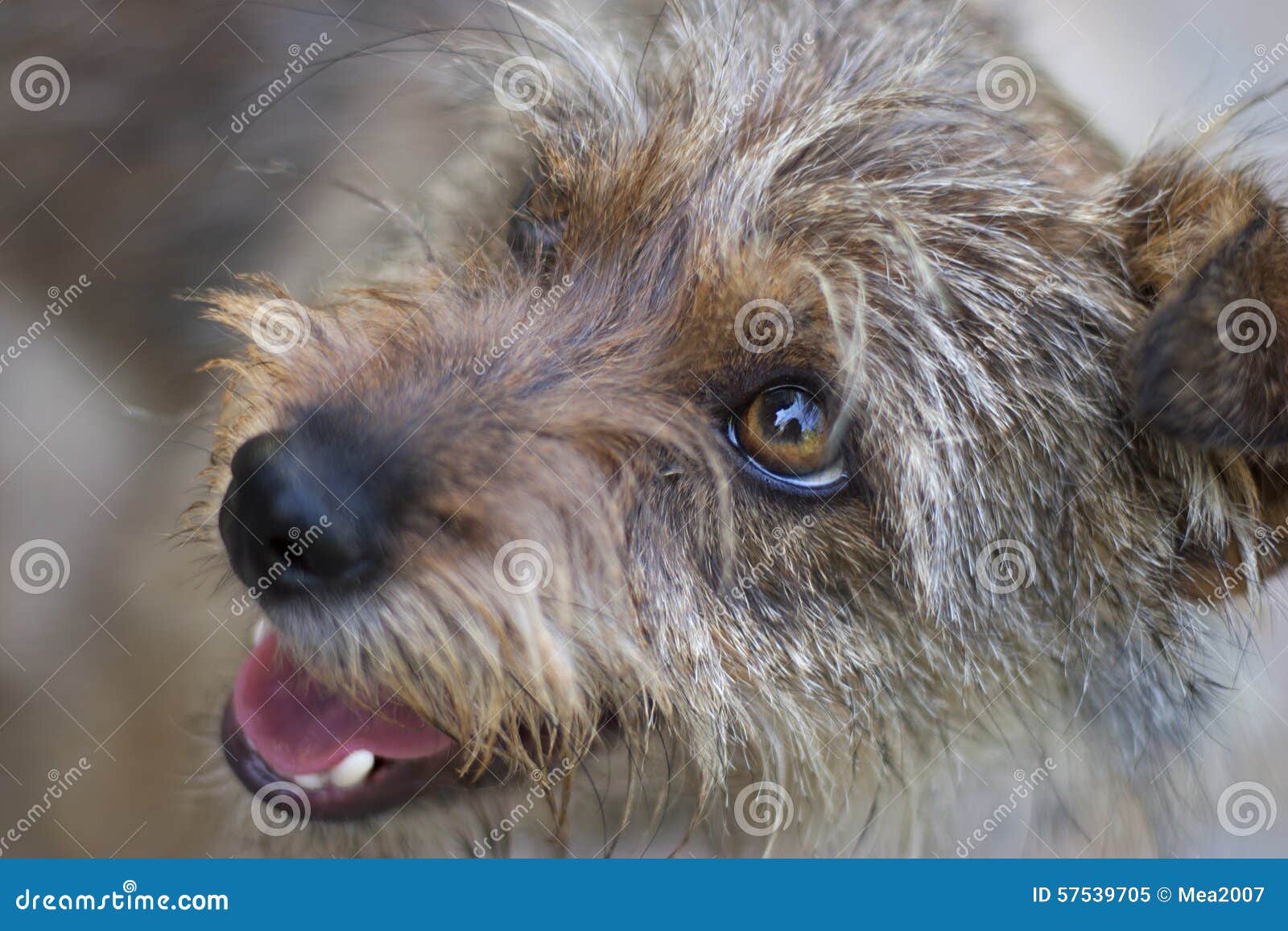 Homeless dog stock image. Image of snout, look, tongue - 57539705