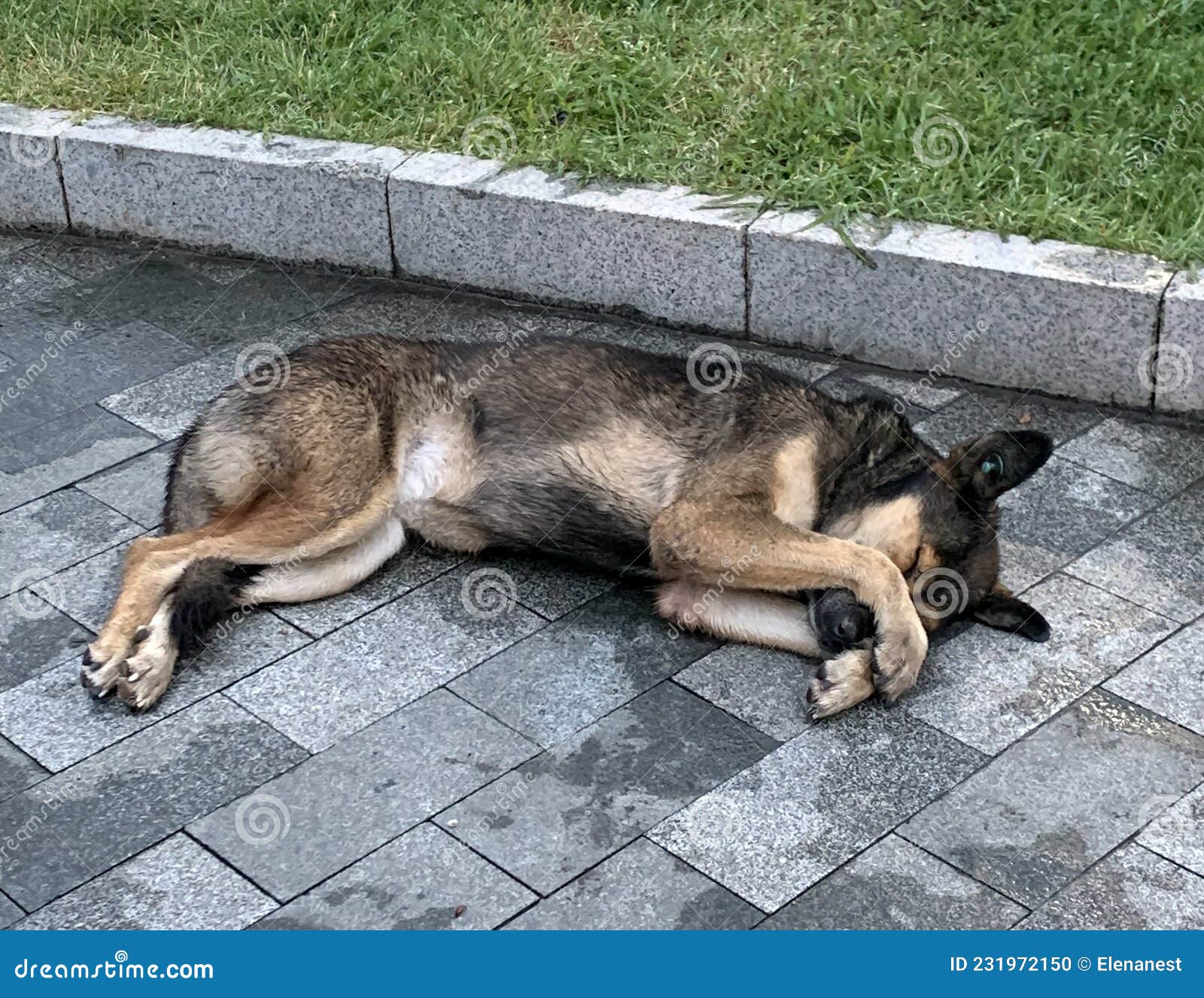 Homeless Dog Sleeping on the Street after the Rain Stock Photo - Image ...