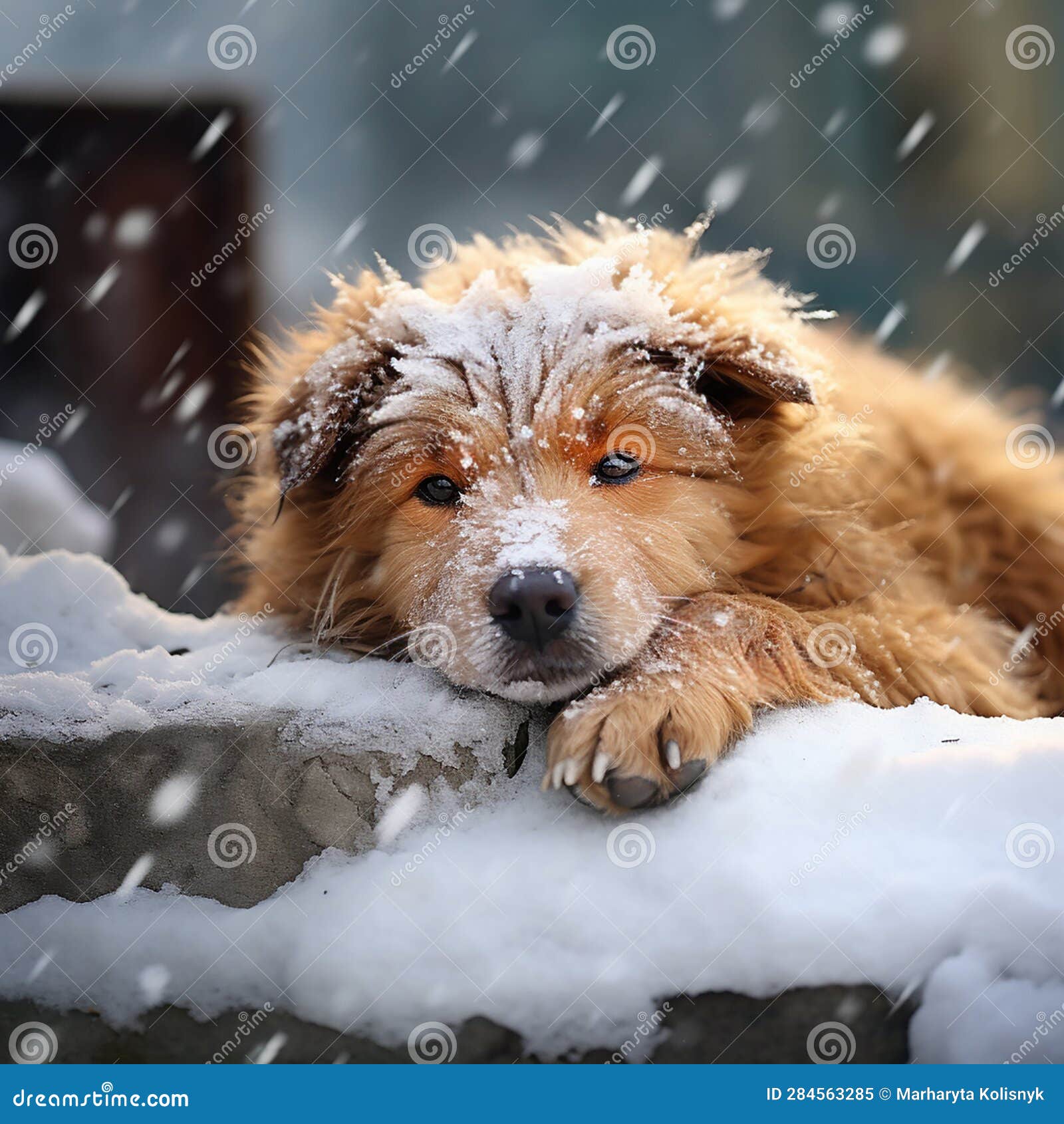 Homeless dog in the snow 1 stock illustration. Illustration of looking ...