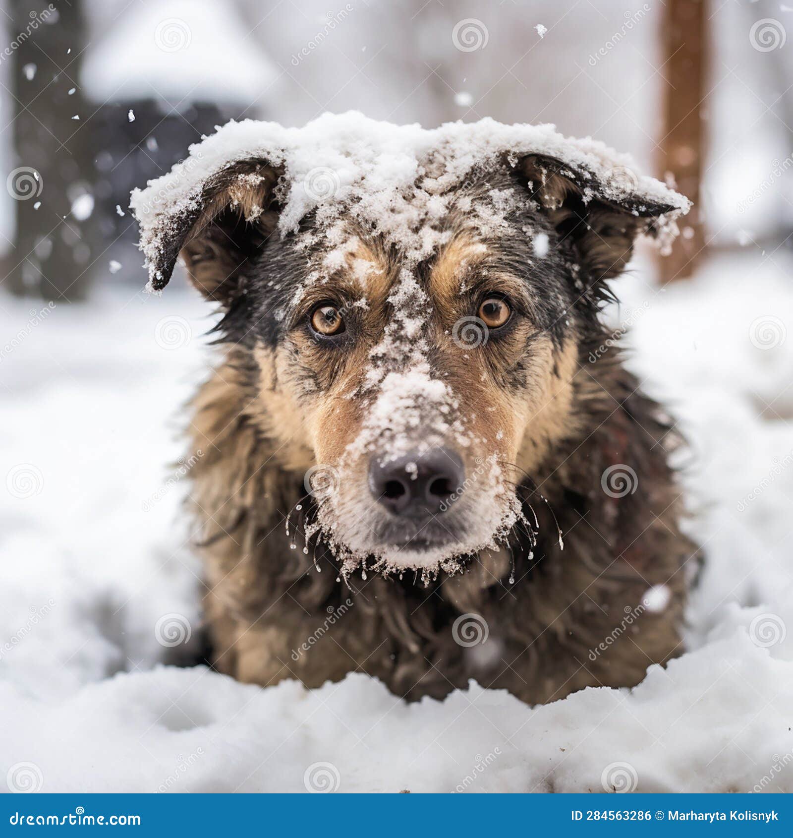 Homeless dog in the snow 2 stock illustration. Illustration of friend ...