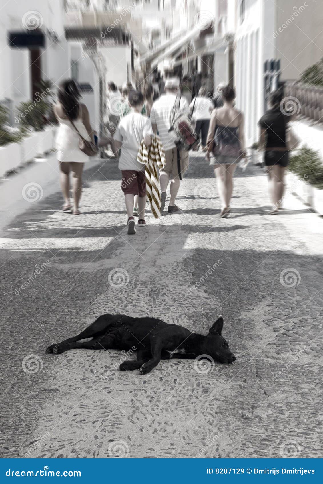 Homeless dog on the street stock image. Image of cute - 8207129