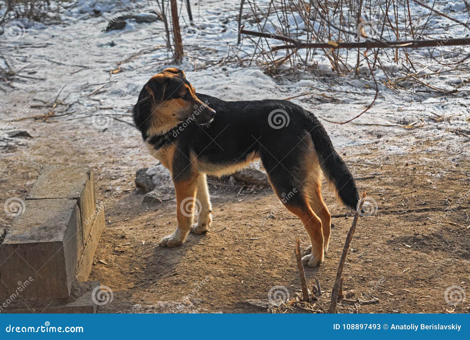 Homeless dog in the snow stock image. Image of bastards - 108897493